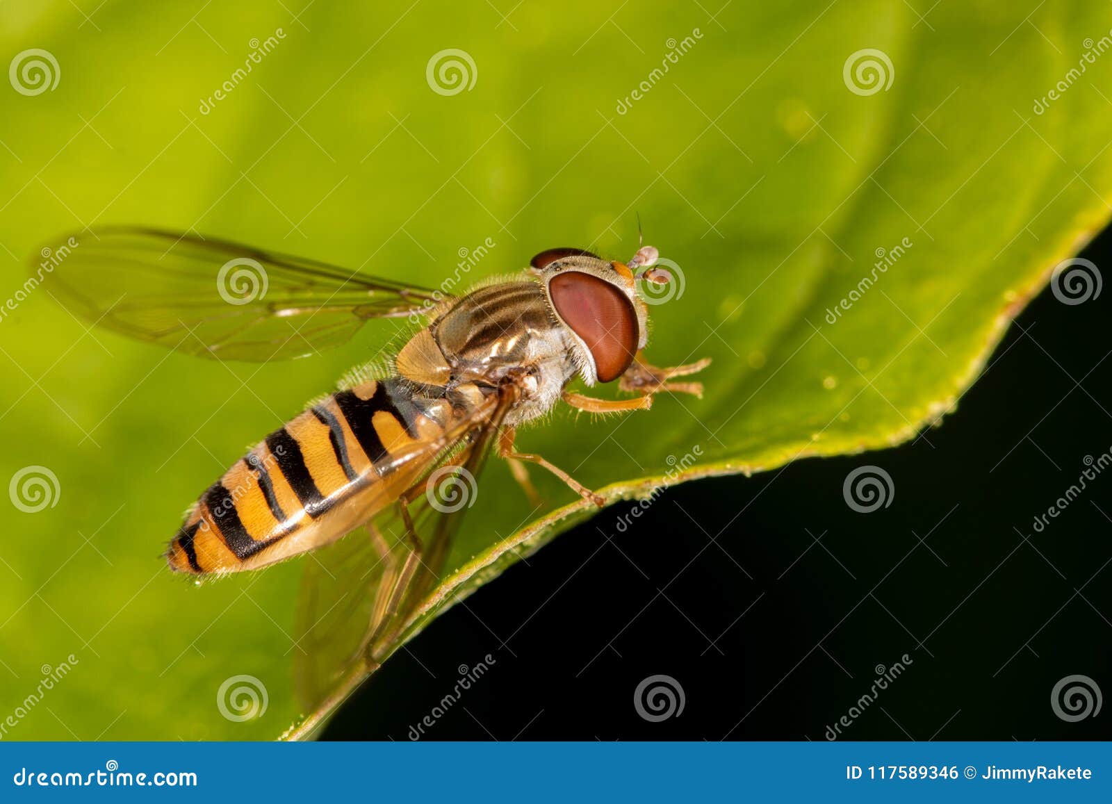 Close-up Look on a Hover Fly. Stock Photo - Image of buzz, fragile: 117589346