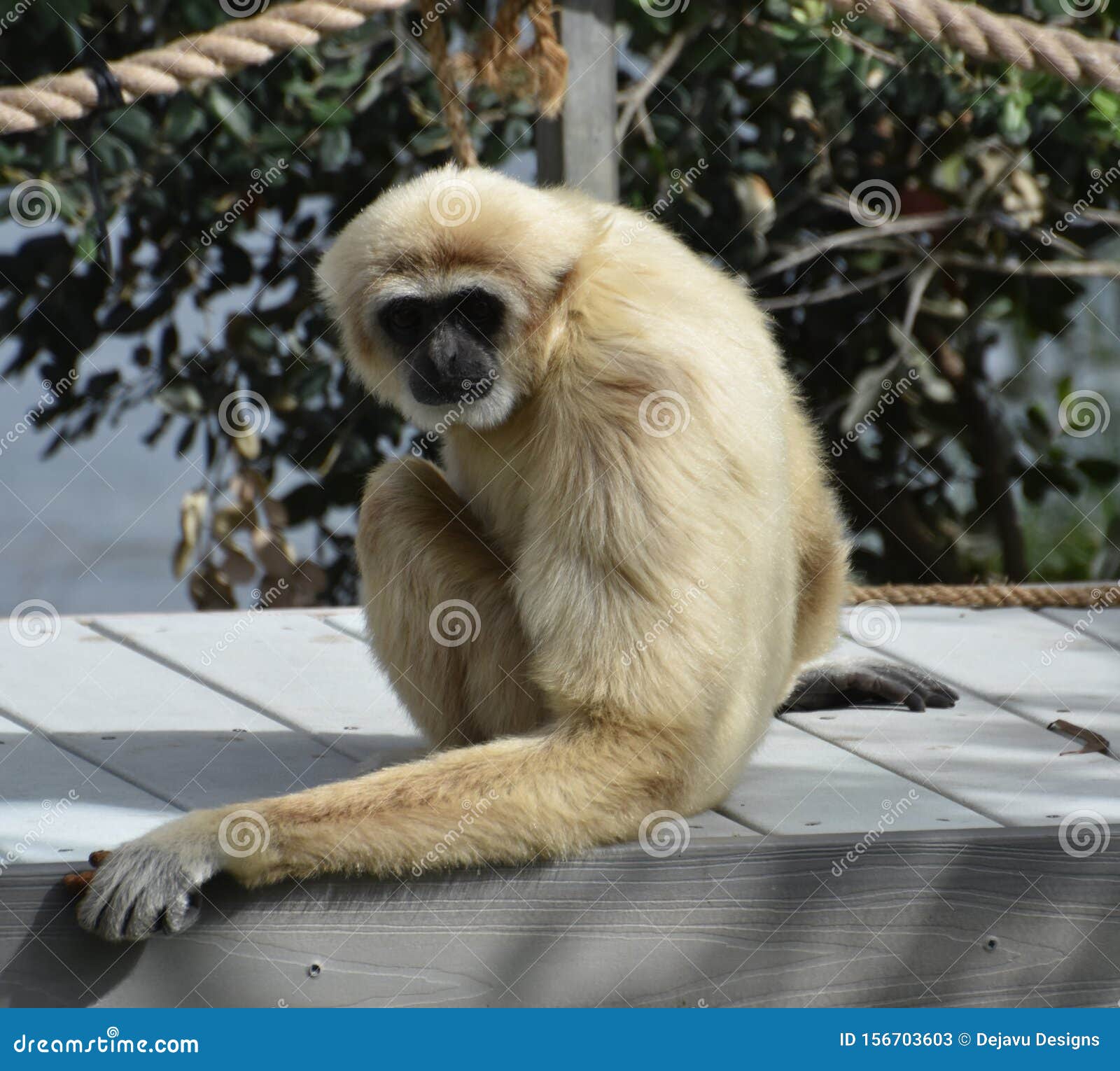 Close Up Look at a Javan Langur Monkey`s Face Stock Image - Image of ...