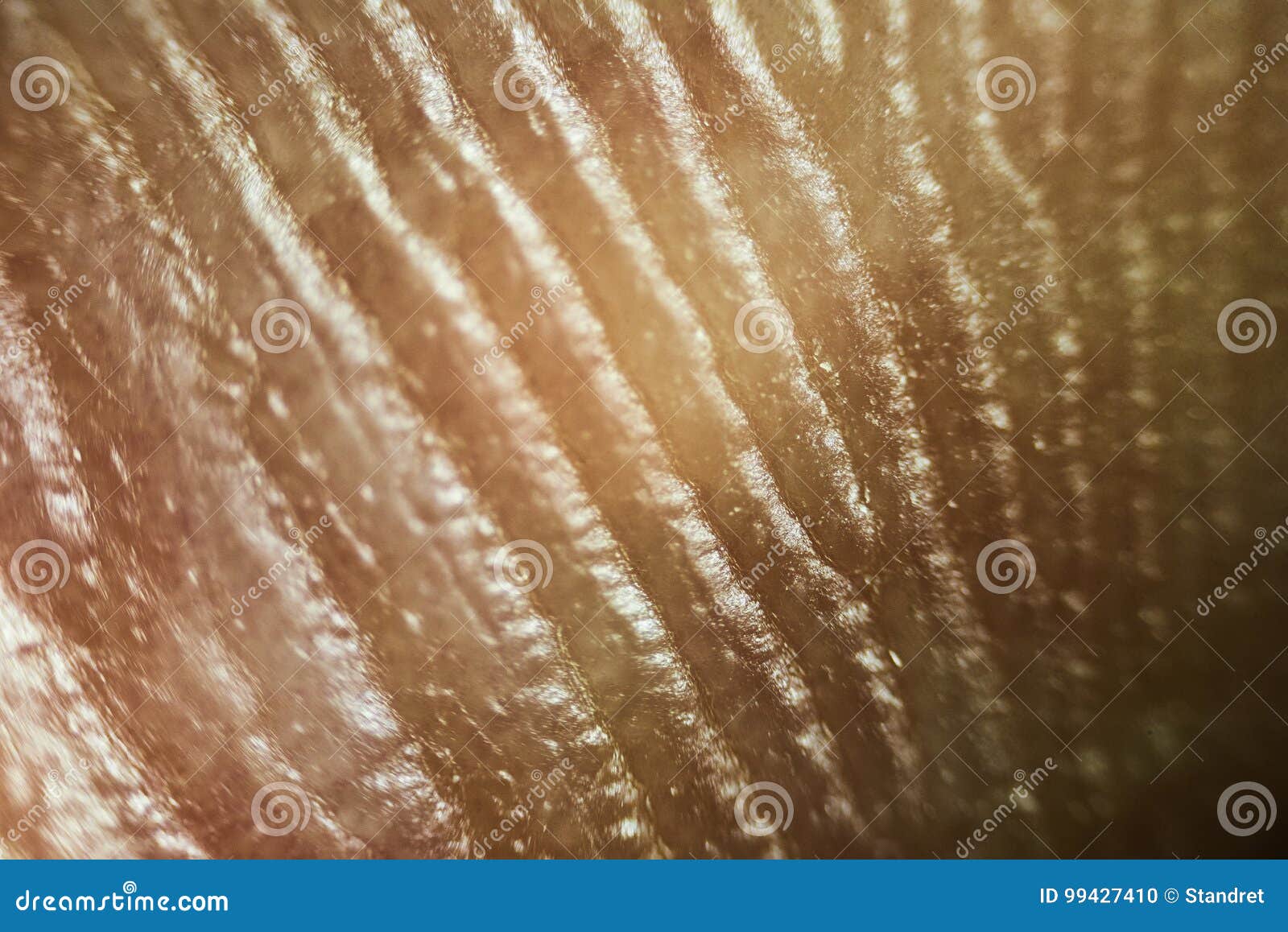 Close Up Look at the Patterns of Human Skin Stock Photo - Image of ...