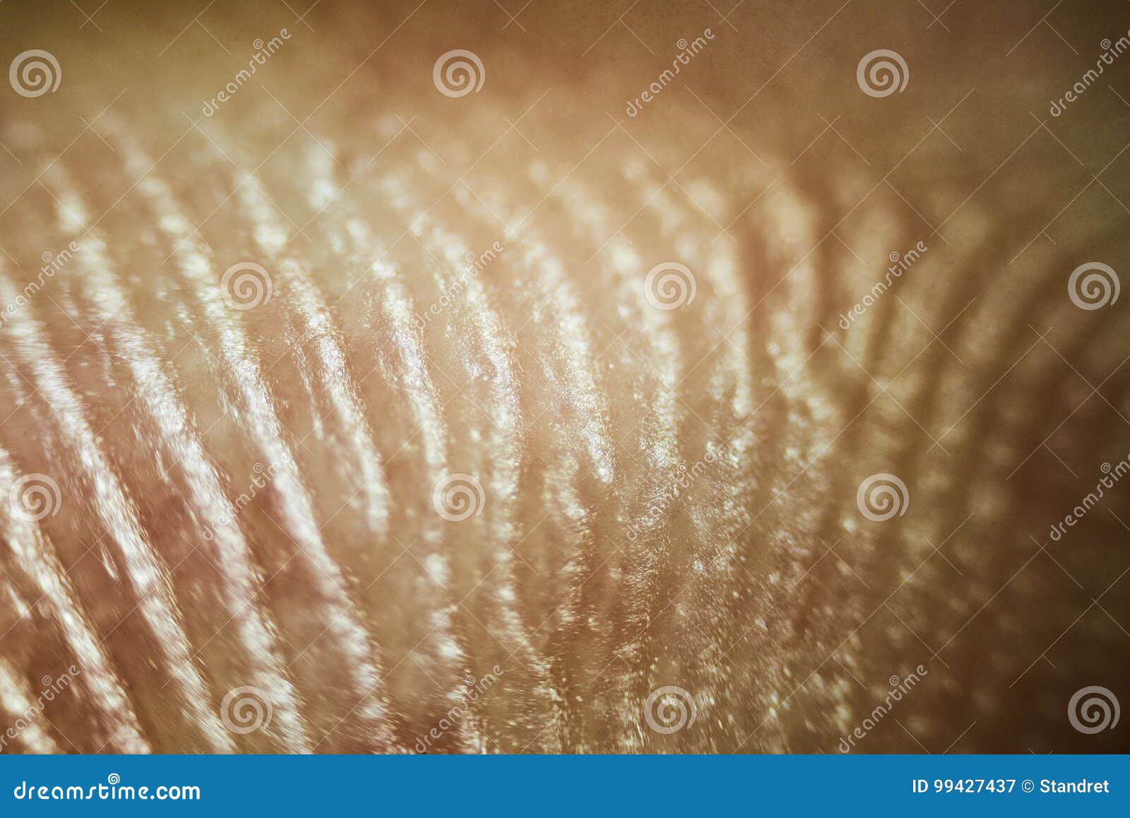 Close Up Look at the Patterns of Human Skin Stock Image - Image of ...