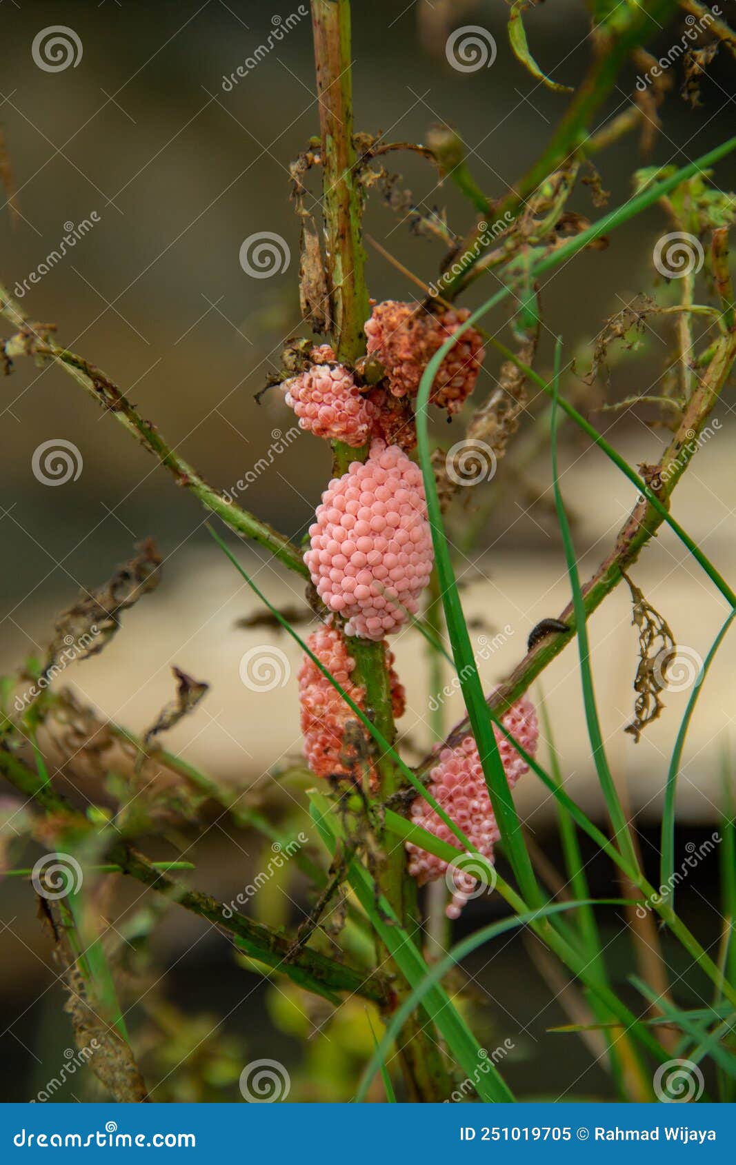 Close-up Look at the Pink Conch Eggs Stock Image - Image of spring ...