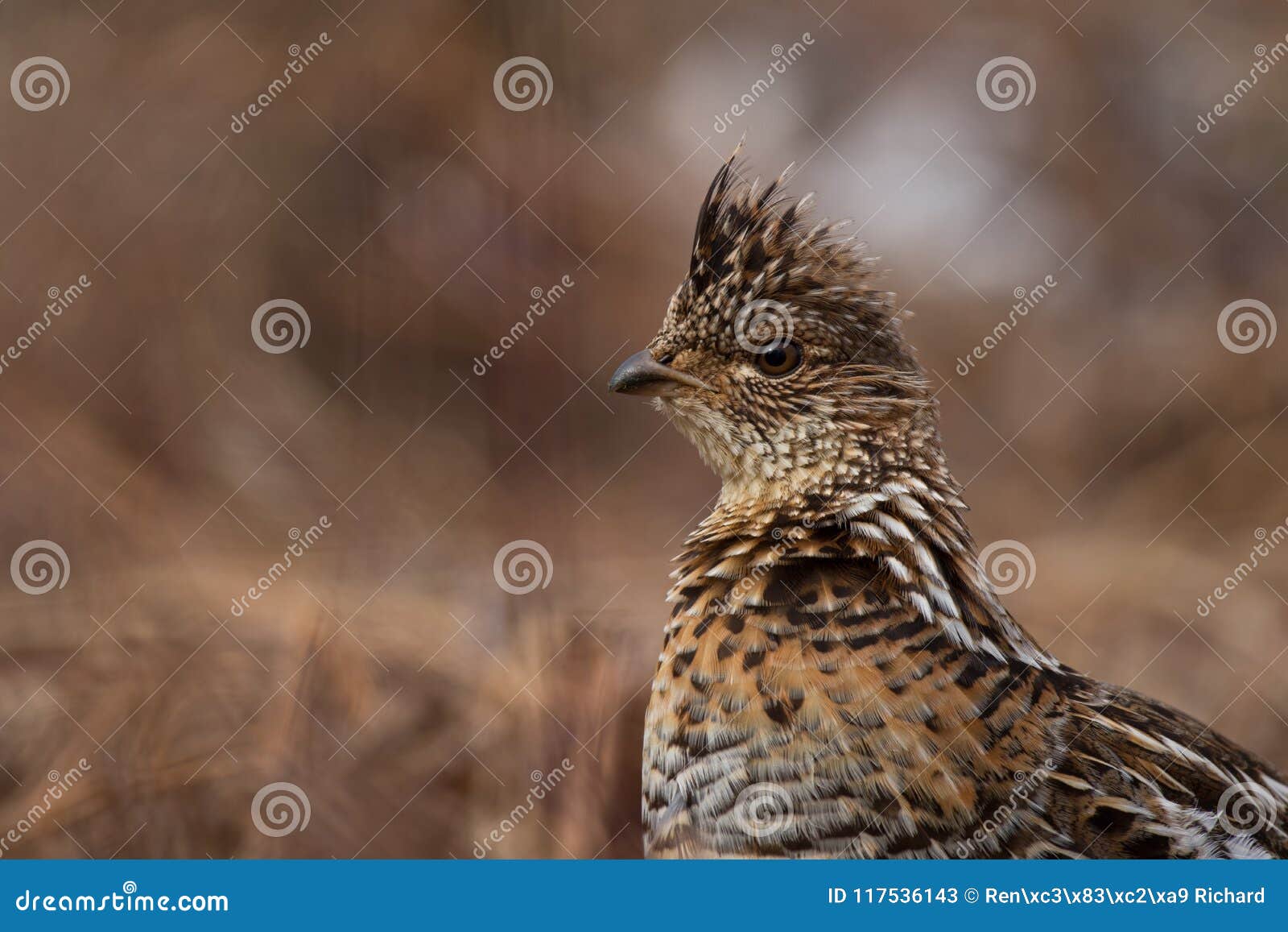 Ruffed grouse portrait stock image. Image of animal - 117536143