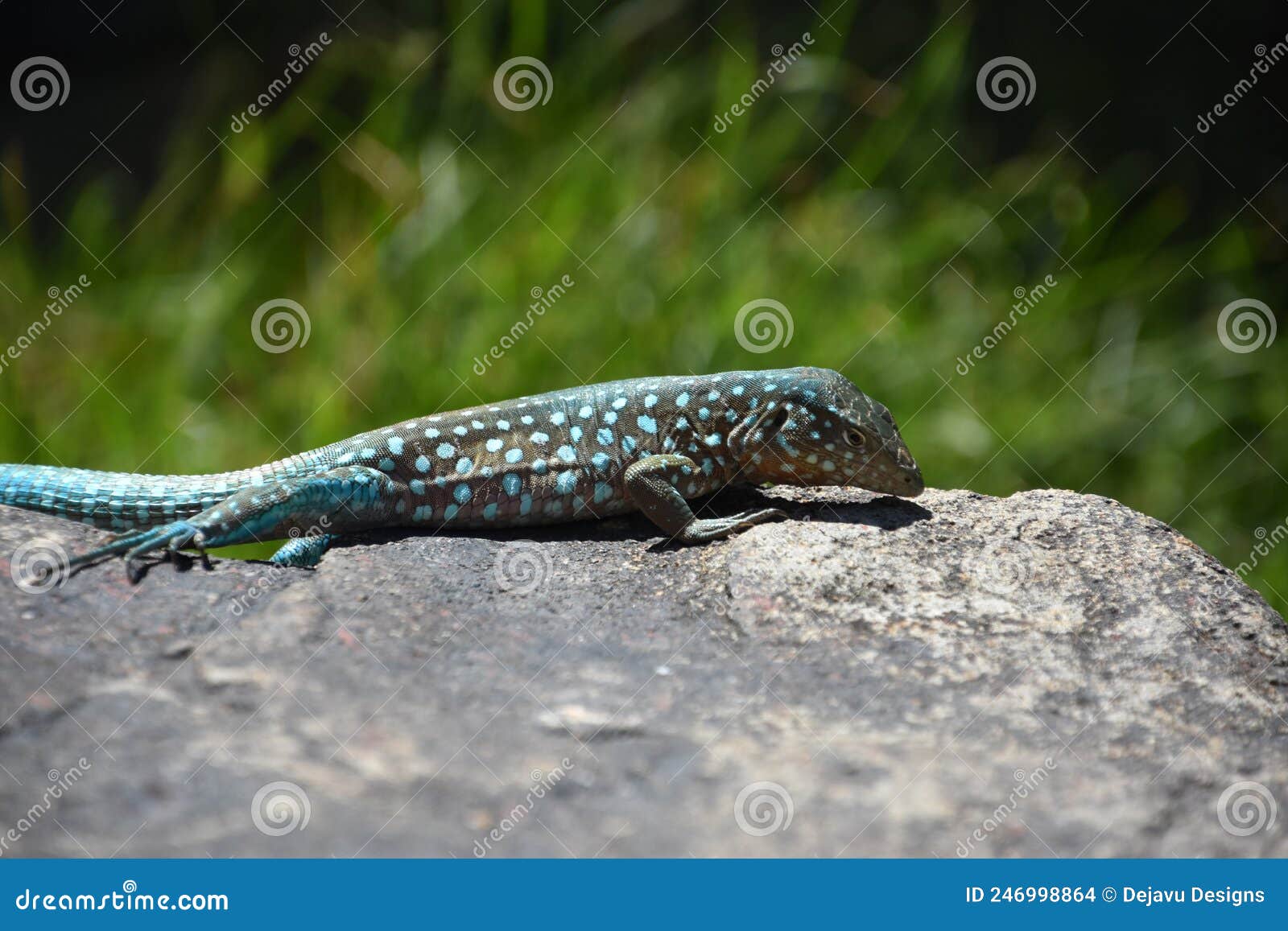 Close Up Look at a Spotted Blue Lizard Stock Photo - Image of blue ...