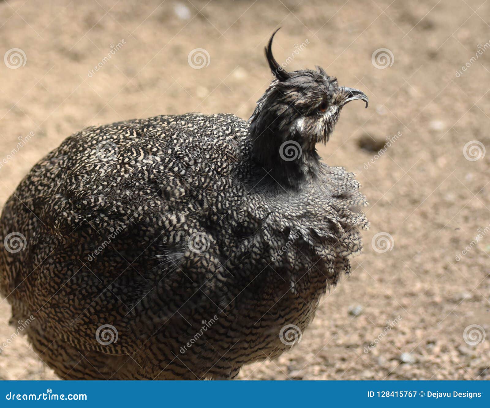 Close Up Look at a Tinamou Bird with a Dry Landscape Stock Image ...