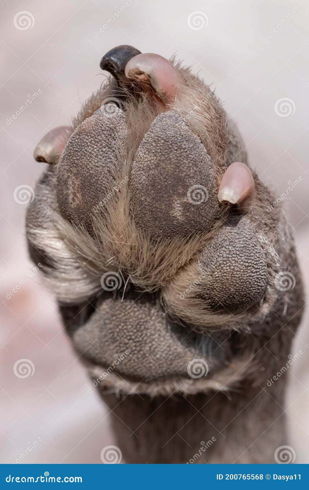 A Close Up Look at the Underside of the Back Dirty Dog Paw Pad, during ...