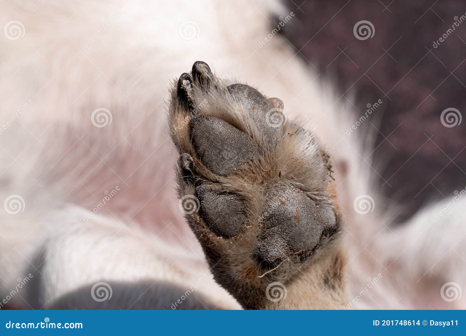 A Close Up Look at the Underside of the Back Dirty Dog Paw Pad, during ...