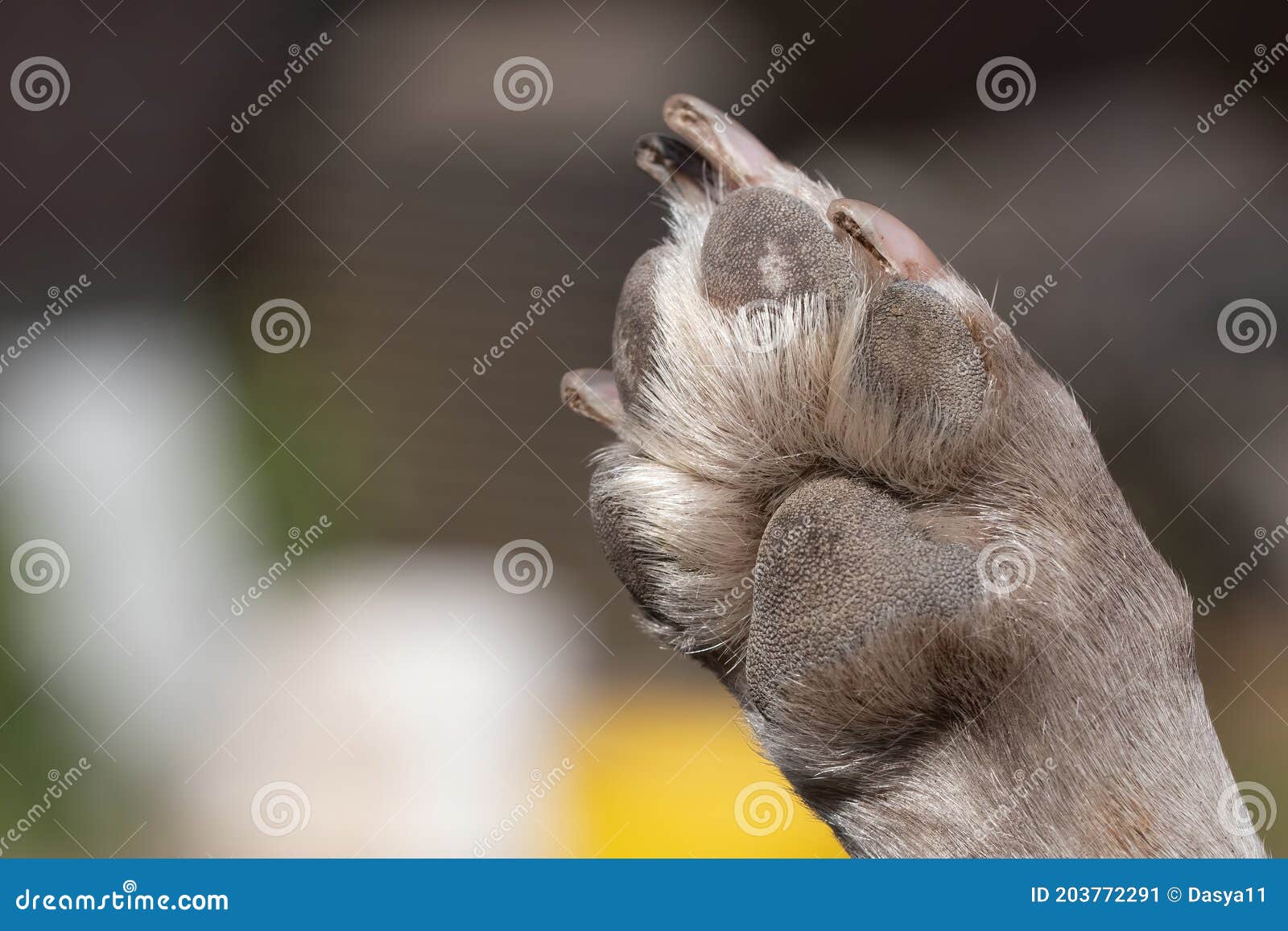 A Close Up Look at the Underside of the Back Dirty Dog Paw Pad, during ...