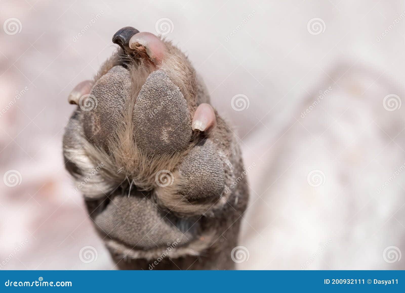 A Close Up Look at the Underside of the Back Dirty Dog Paw Pad, during ...
