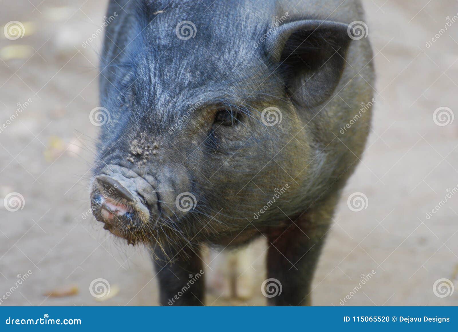 Close Up Look at a Wild Boars Face Stock Photo - Image of piggy ...