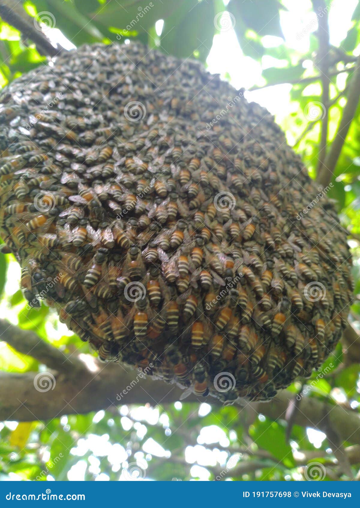 Close Up Look of Wild Honey Bee Colony Stock Photo - Image of wild ...