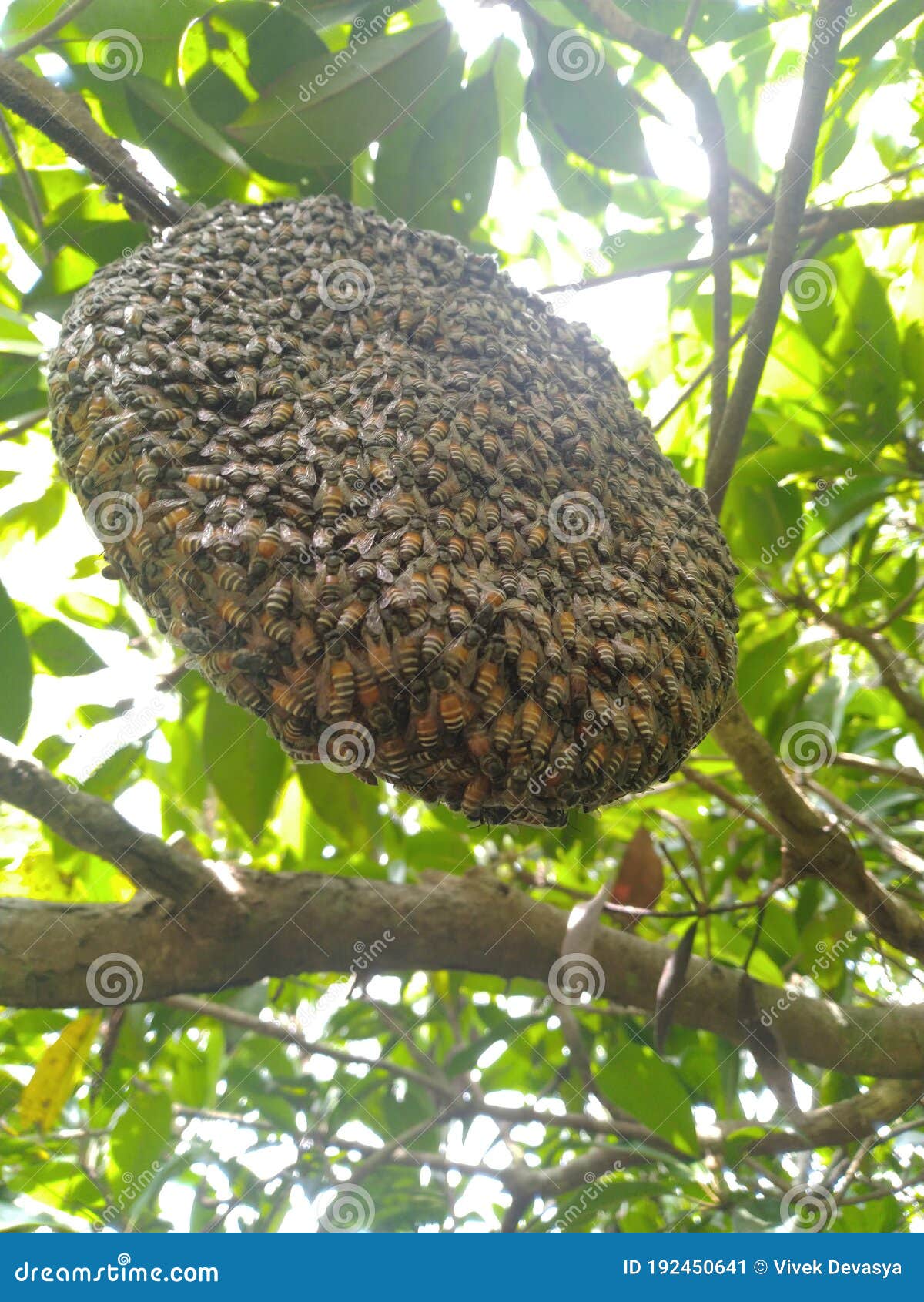 Close Up Look of Wild Honey Bee Colony Stock Image - Image of close ...