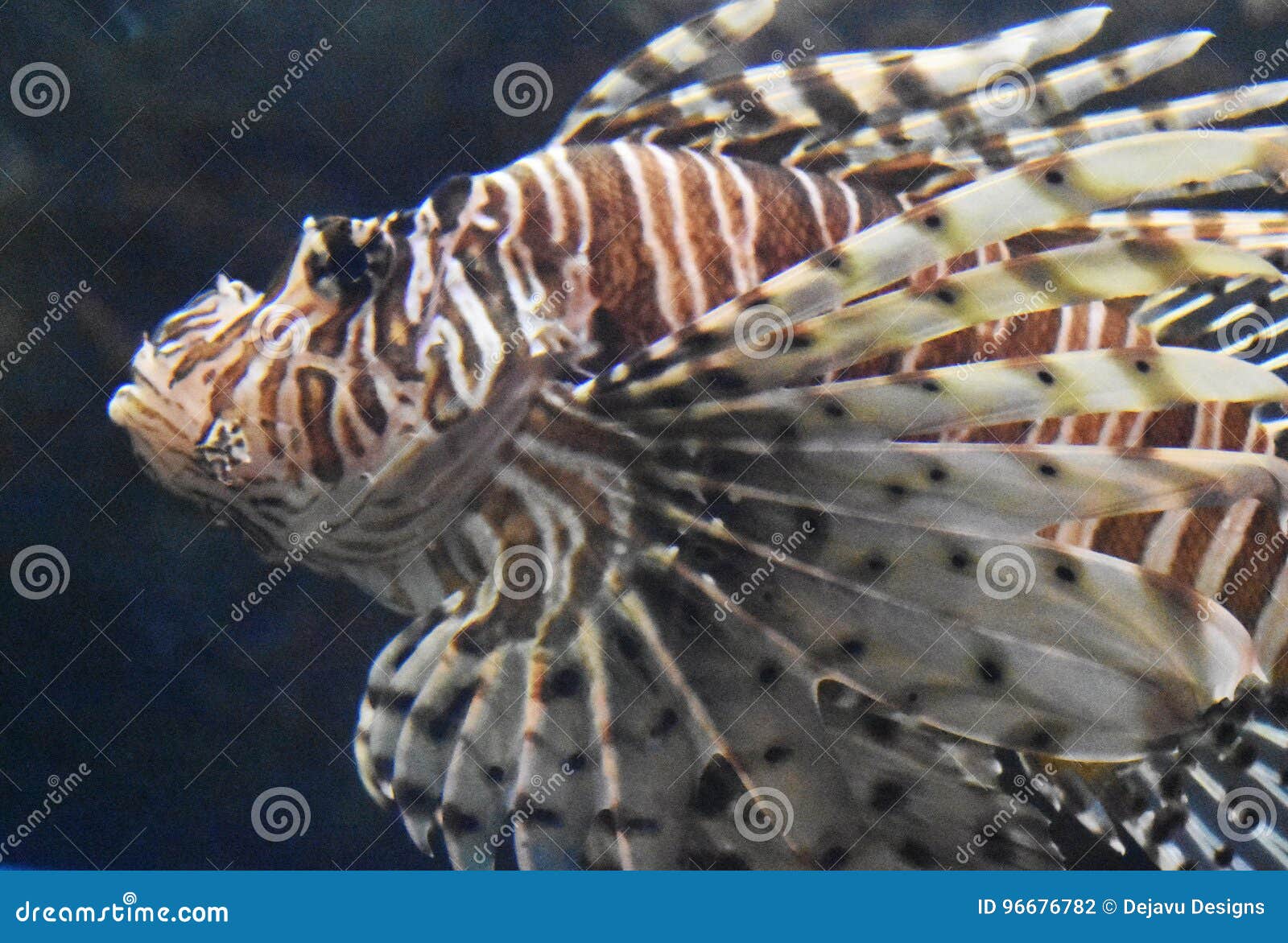 Close Up Look at a Zebrafish in Water Stock Photo - Image of saltwater ...