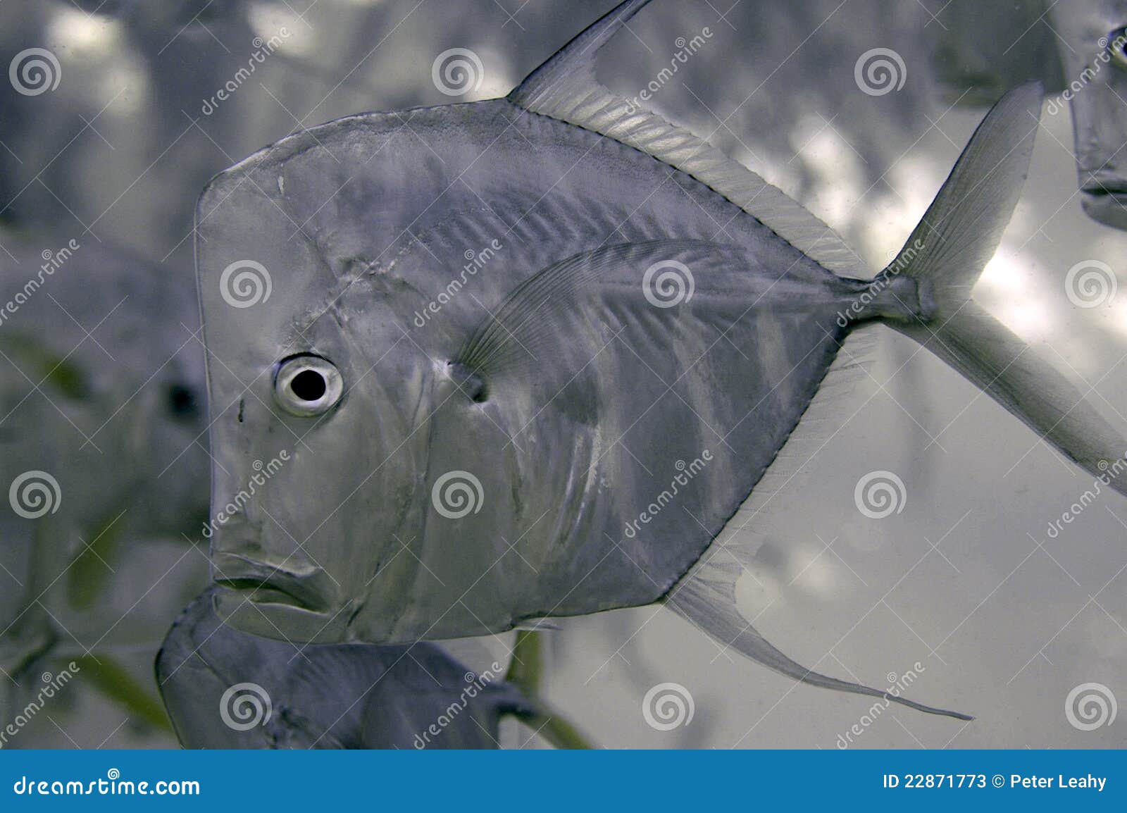 Close up of Lookdown Fish stock image. Image of aquarium - 22871773