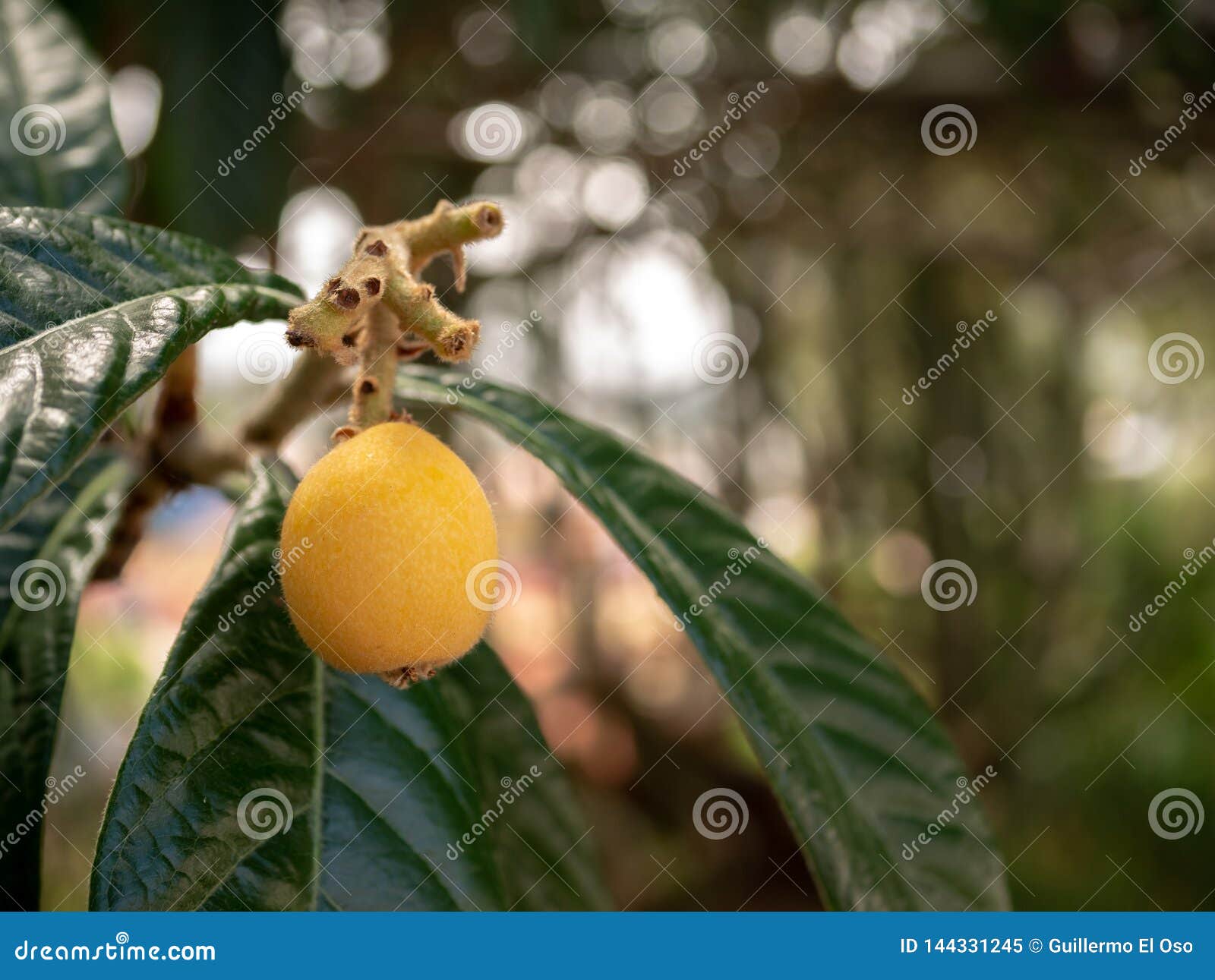 Close Up a Loquat on the Branch Stock Image - Image of health, closeup ...