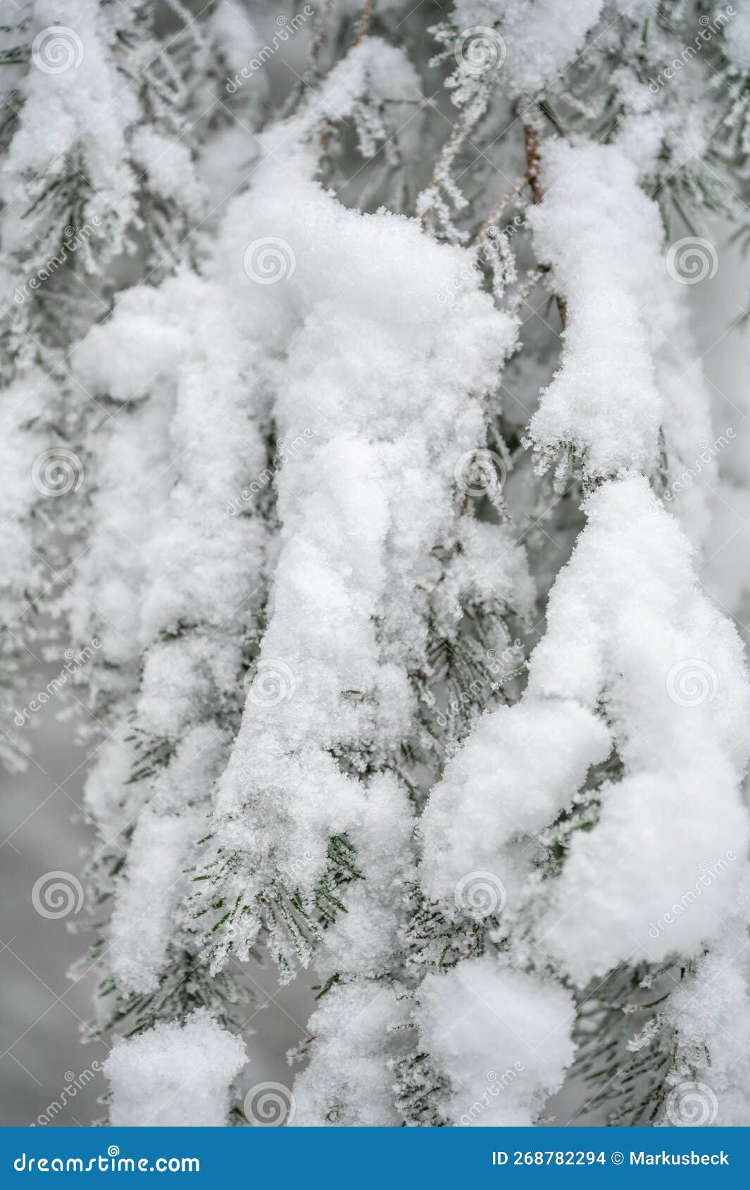 Close-up Lots of Snow on a Fir Tree during Winter Stock Photo - Image ...