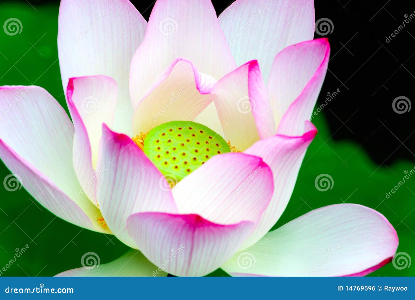 Close-up of lotus flower stock photo. Image of floret - 14769596
