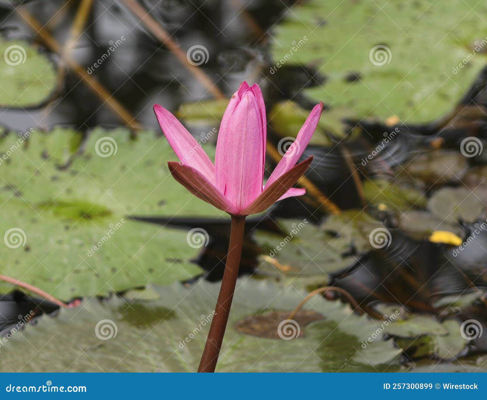 Close up of a lotus flower stock image. Image of petal - 257300899