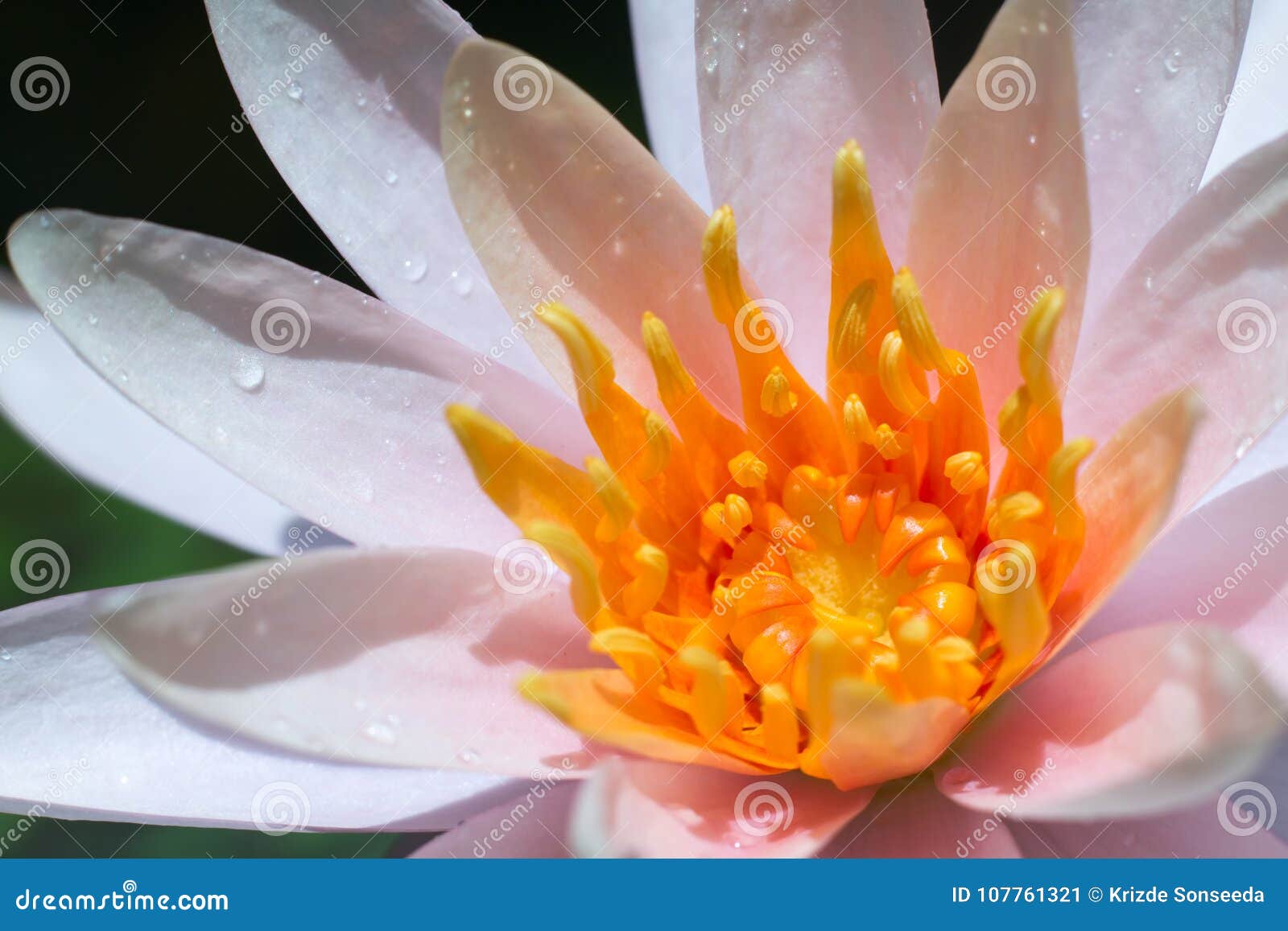 Close-up Lotus Flower,Beautiful Lotus Flower Stock Image - Image of ...