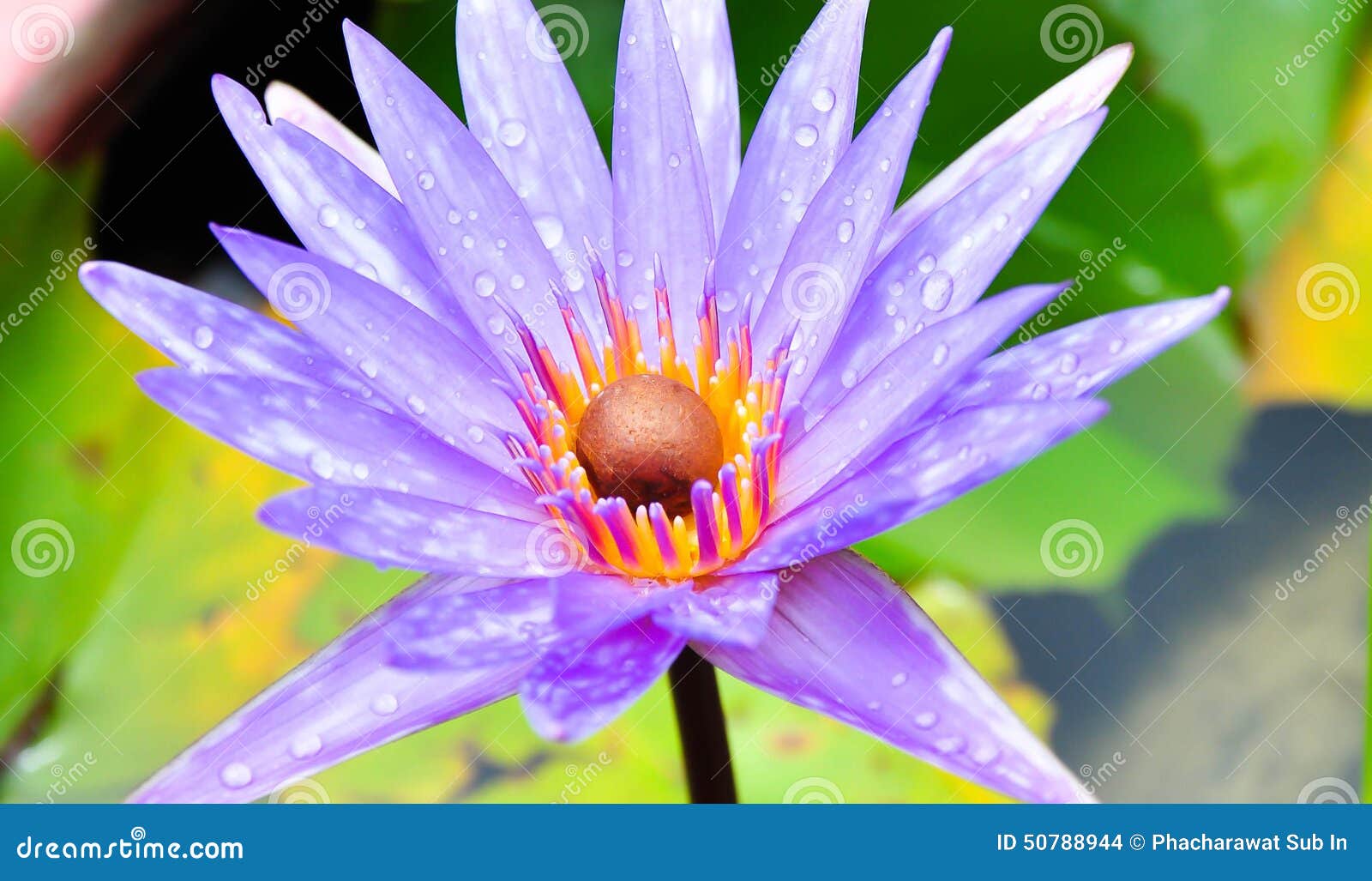 Close up lotus flower stock photo. Image of flora, lake - 50788944