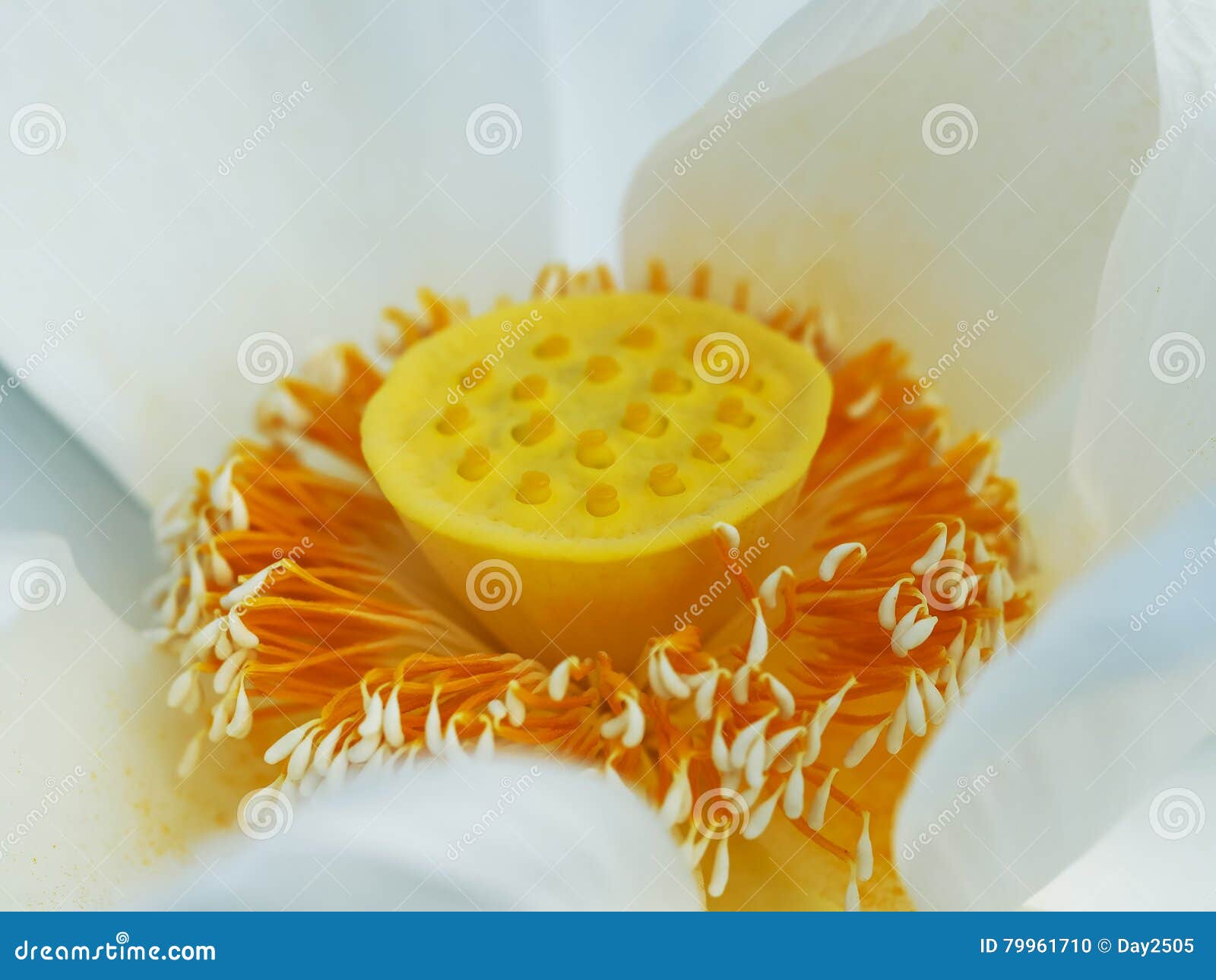 Close up lotus pollen stock photo. Image of floral, design - 79961710