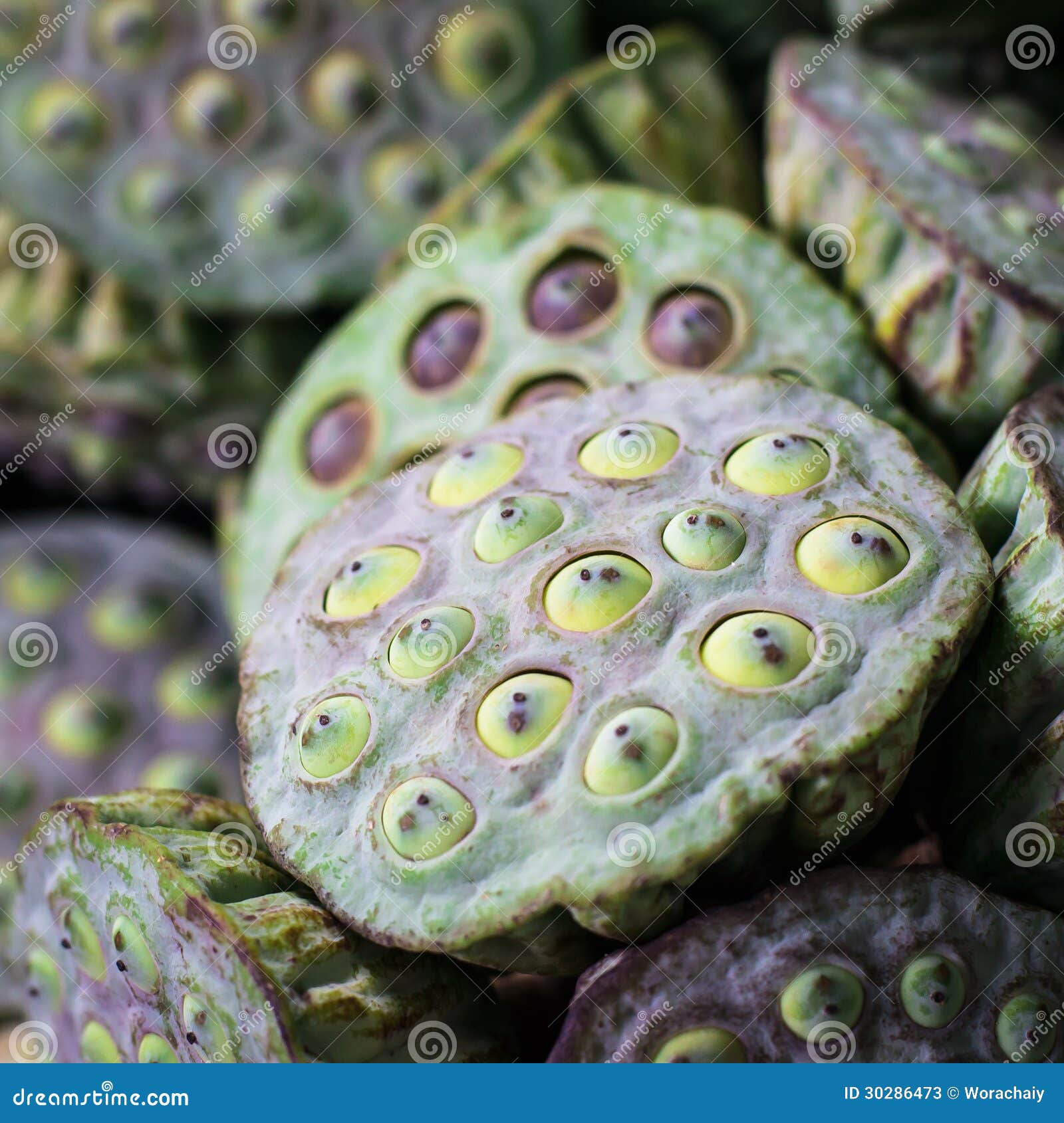 Lotus seeds stock image. Image of fresh, organic, plant - 30286473