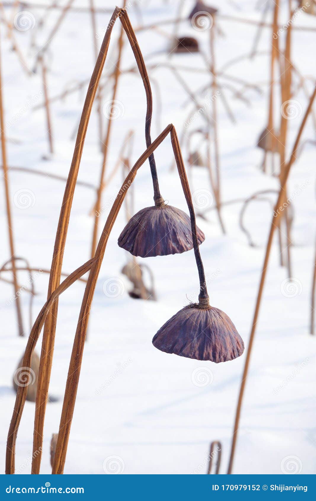 Winter lotus seedpod stock photo. Image of lotus, frigid - 170979152