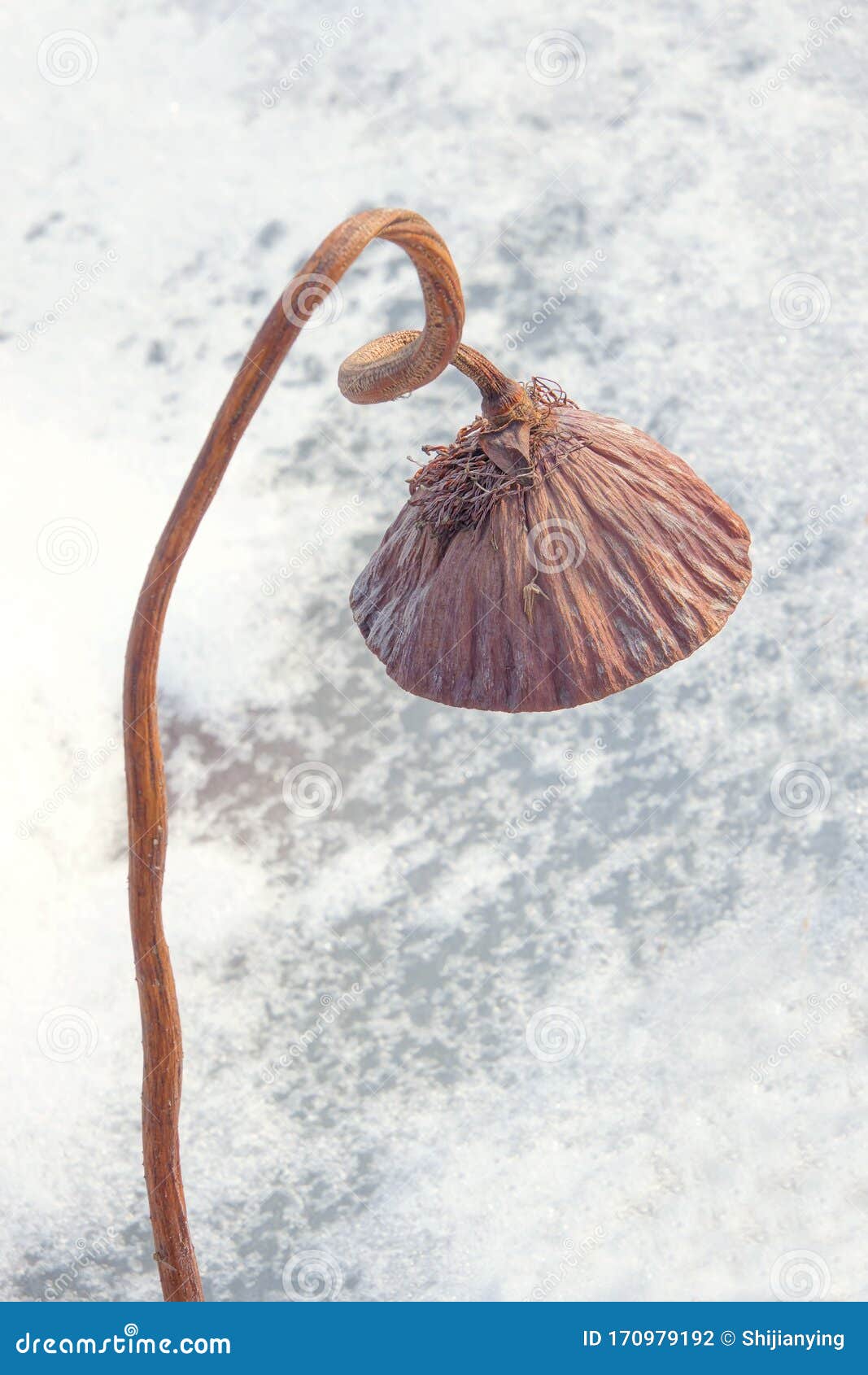 Winter lotus seedpod stock photo. Image of wizened, frigid - 170979192