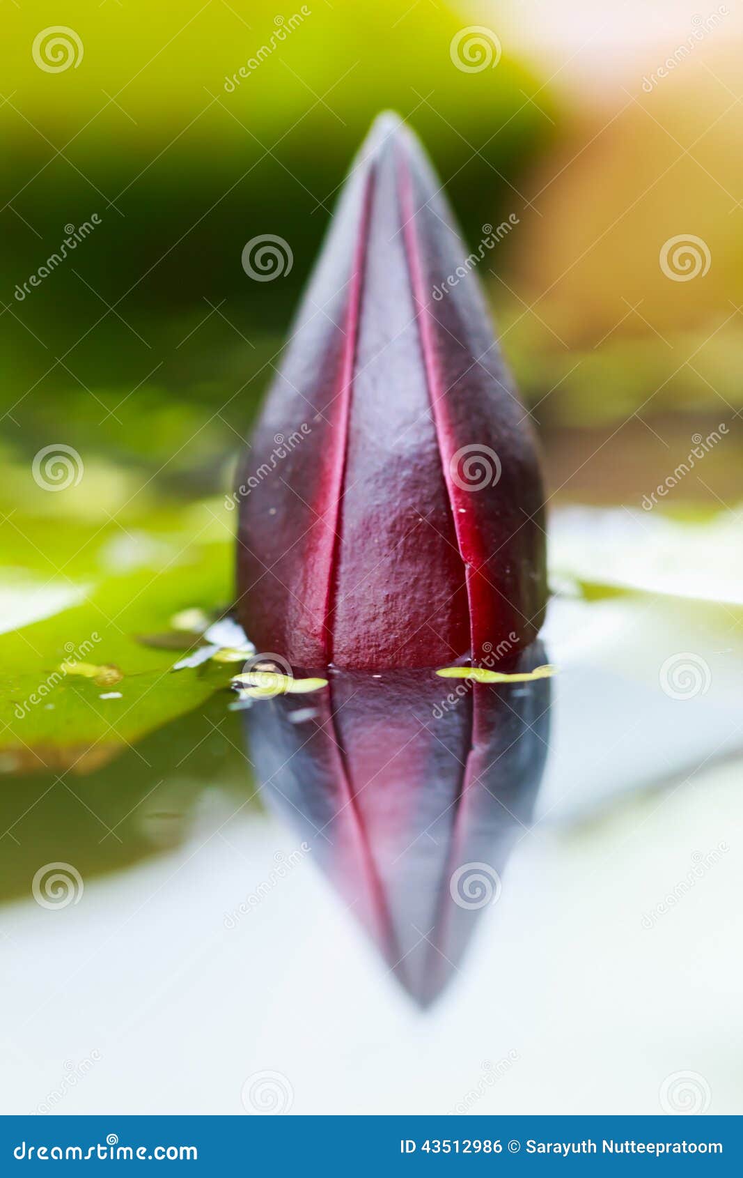 Close up Lotus slime stock photo. Image of petal, pink - 43512986