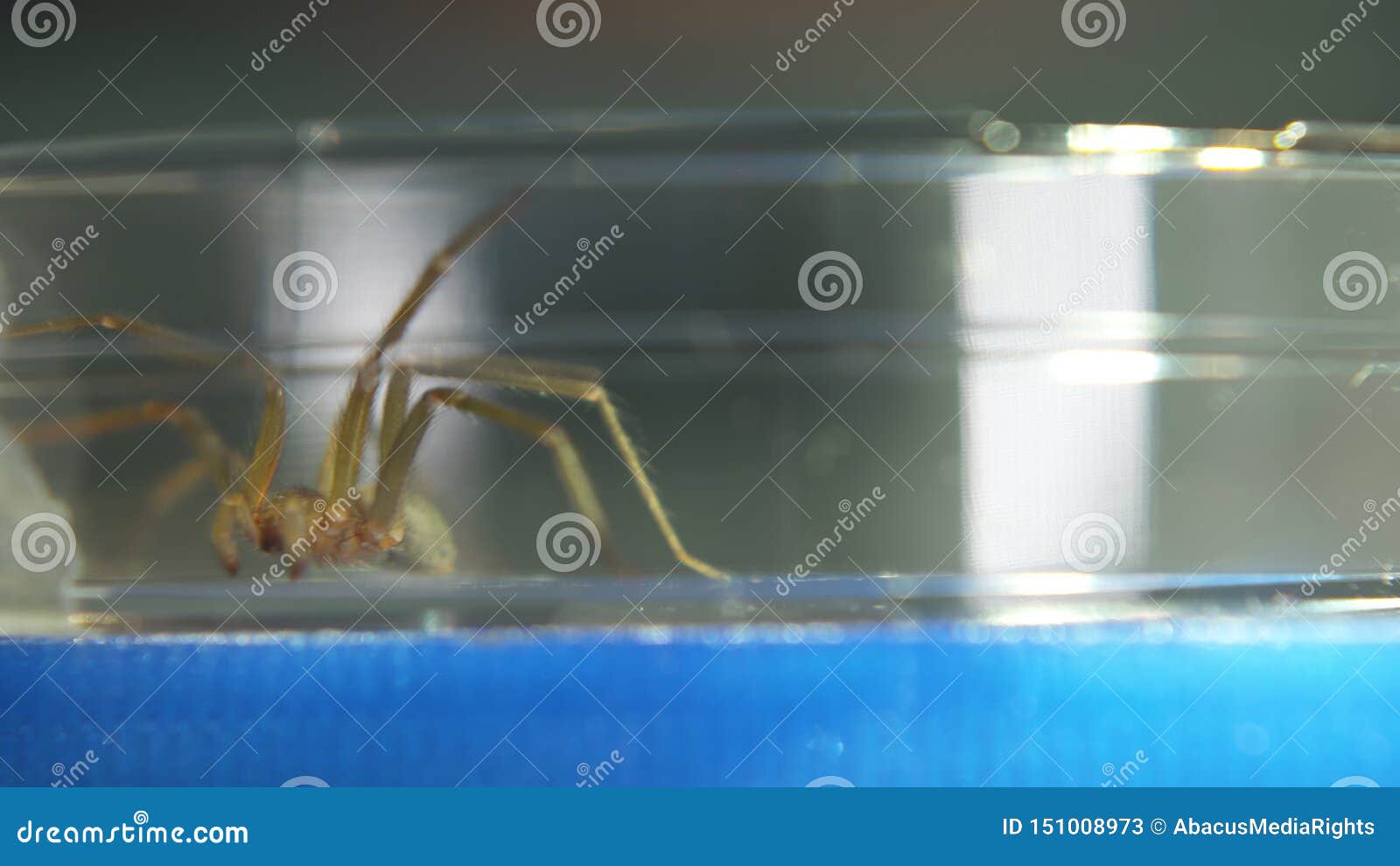 Trapped Research Spider, Producing Silk, Lab Scene Stock Video - Video ...