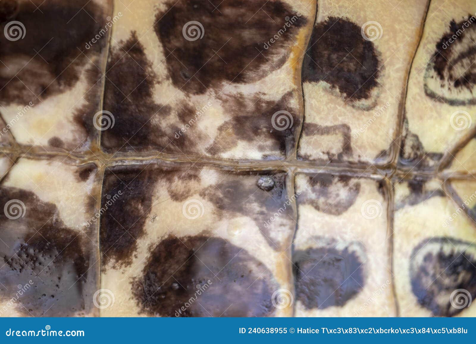 Close-up of the Lower Shell of a Red-cheeked Turtle. Stock Image ...