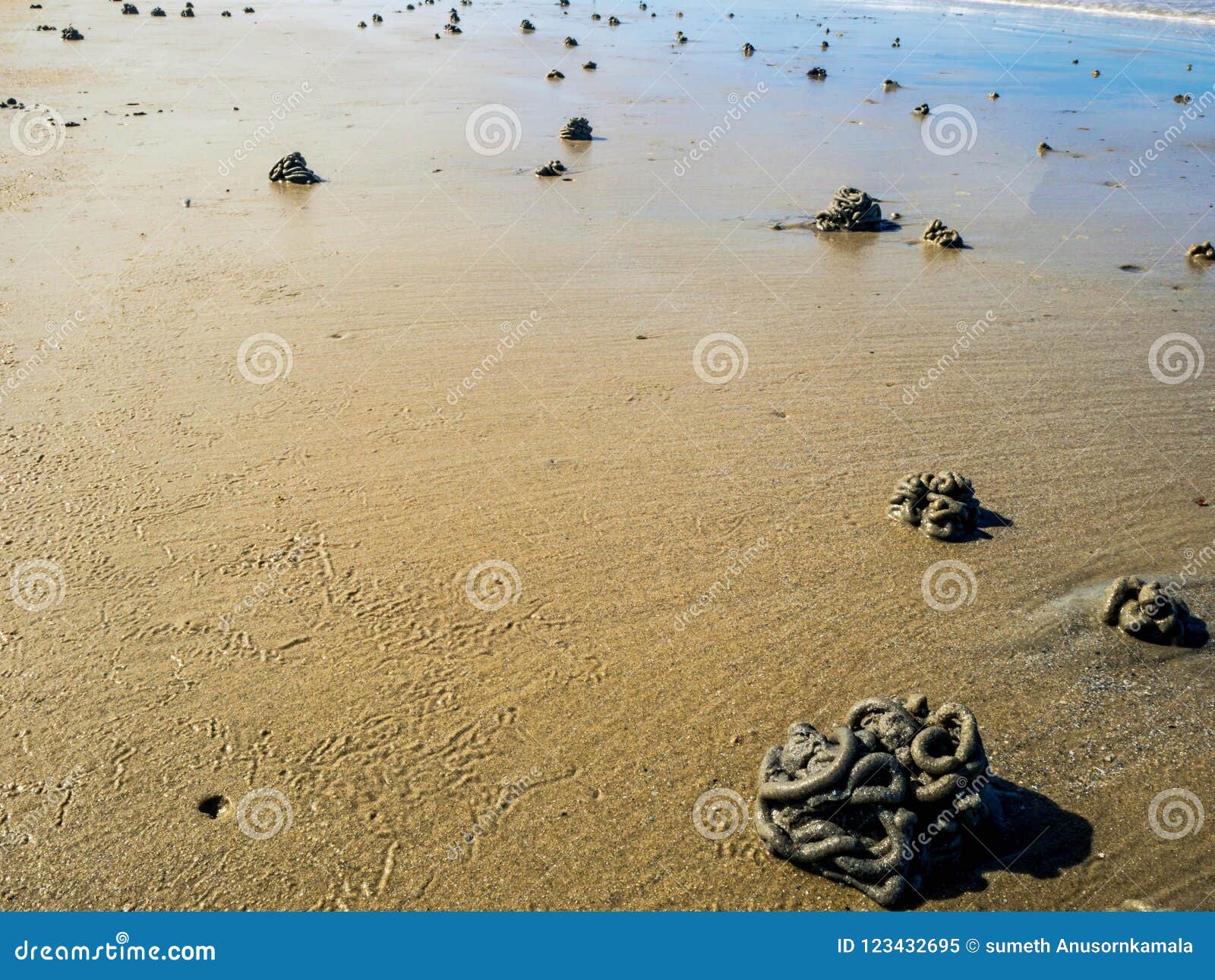 Close Up Lugworm Casts on the Beach Stock Image - Image of holiday ...