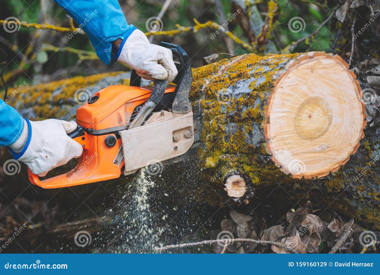 Close Up of a Lumberjack Cutting Old Wood with a Chainsaw. Stock Image ...