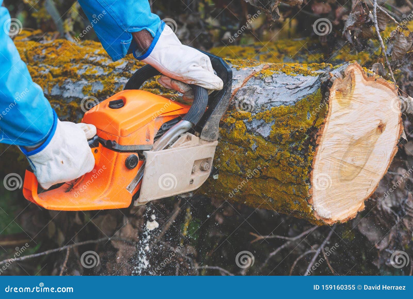 Close Up of a Lumberjack Cutting Old Wood with a Chainsaw. Stock Image ...