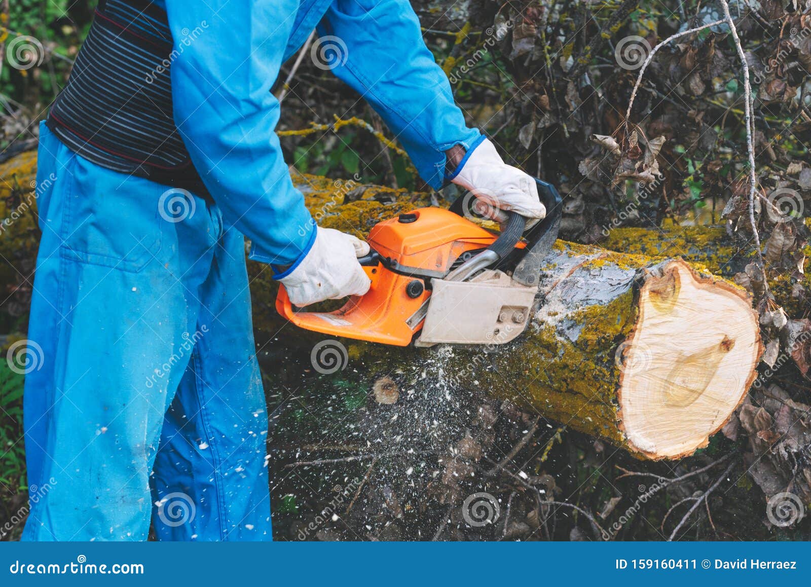 Close Up of a Lumberjack Cutting Old Wood with a Chainsaw. Stock Image ...
