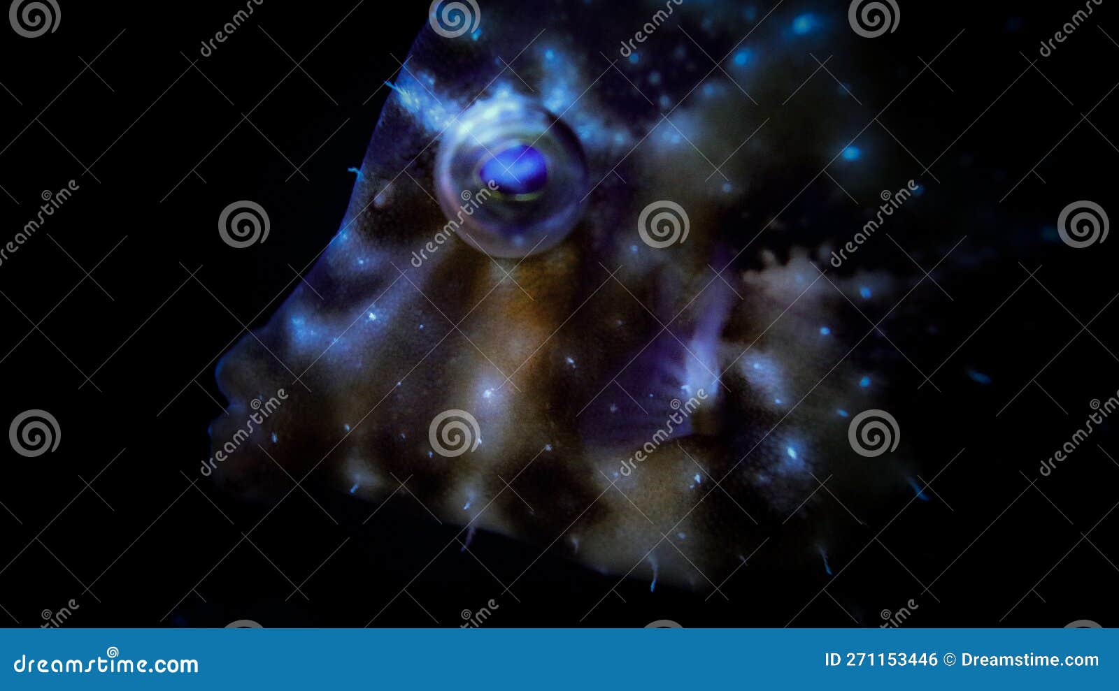 A Close Up of a Luminescent Fish Stock Photo - Image of bioluminescence ...