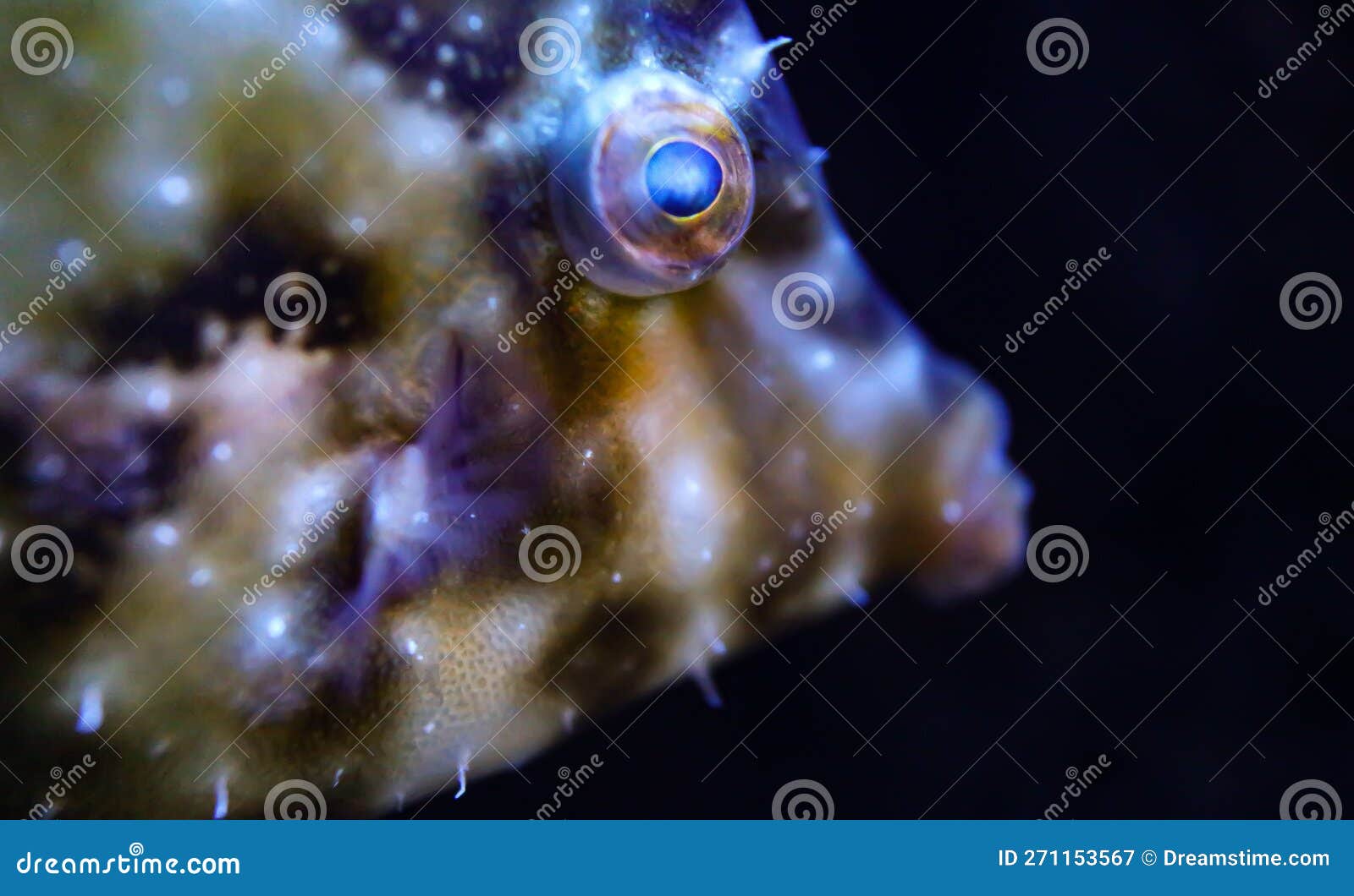A Close Up of a Luminescent Fish Stock Image - Image of water, marine ...