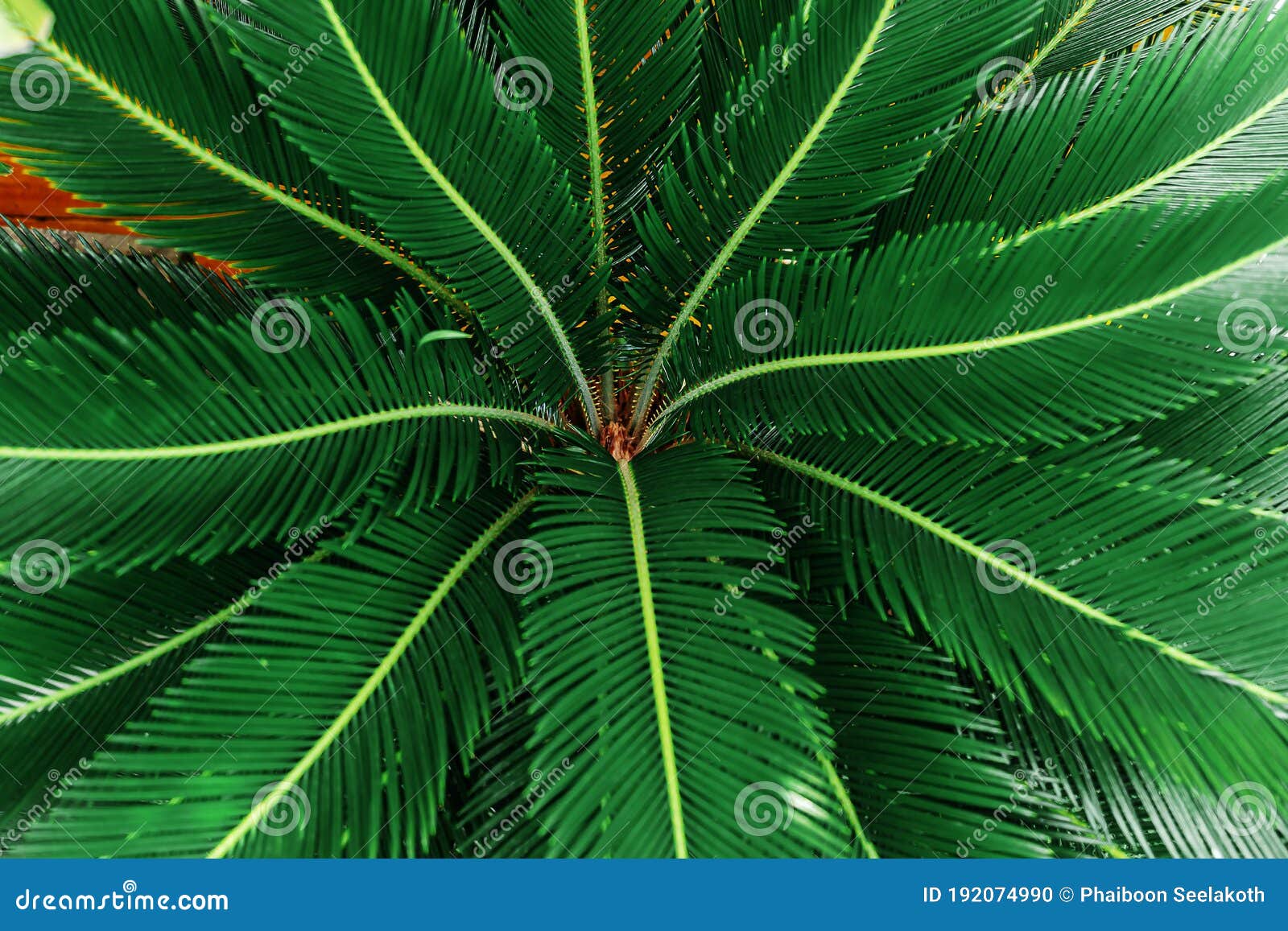 Close-up of Lush and Green Cycad Trees Stock Photo - Image of white ...