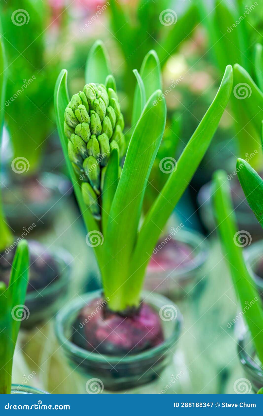 Close-up of Lush Green Daffodil Rhizomes Stock Image - Image of herb ...