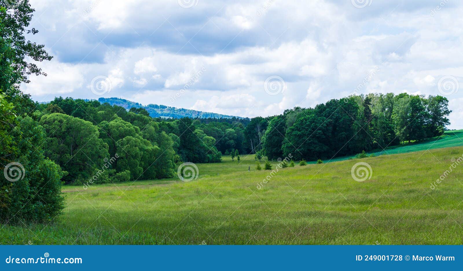 A Close Up of a Lush Green Field with Forest in Midground and Light ...