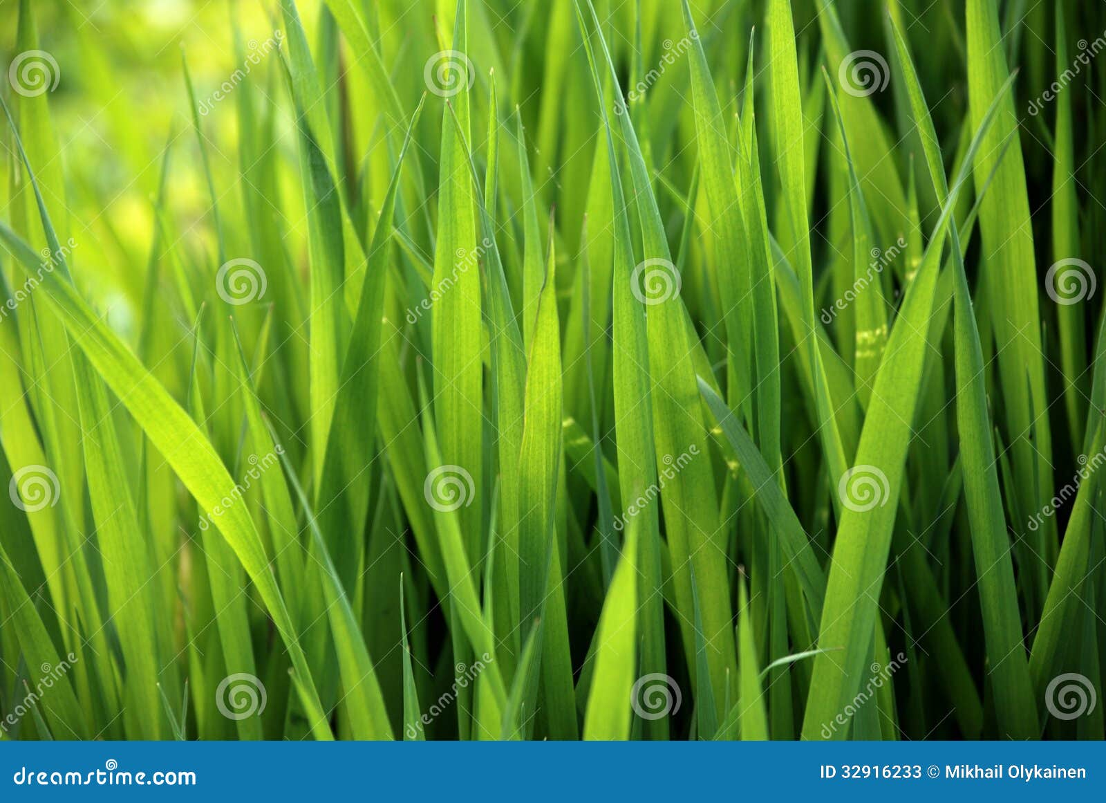 Close-up of Lush Green Grass Stock Image - Image of nature, foliage ...