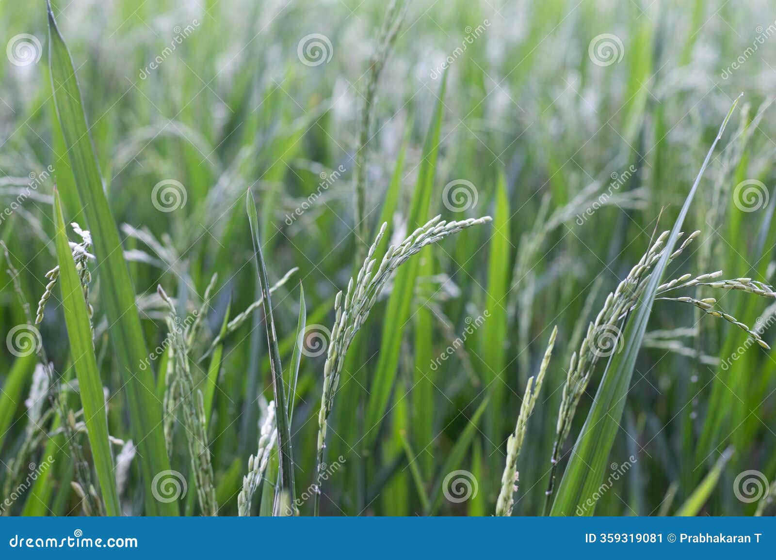 Rice Panicles Royalty-Free Stock Photography | CartoonDealer.com #29292107