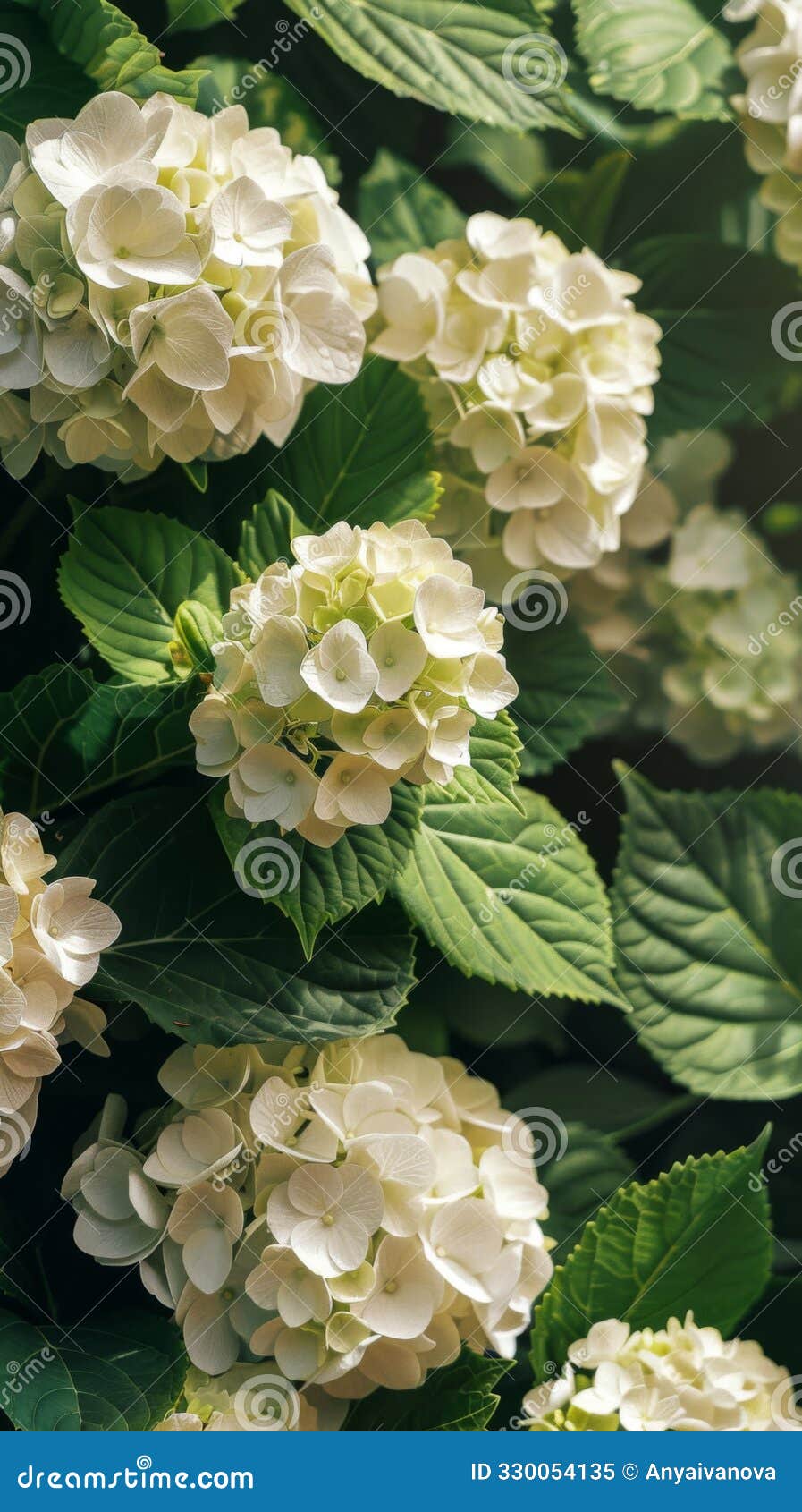 Close-Up of Lush Green and White Hydrangeas in Bloom with Dewy Fresh ...