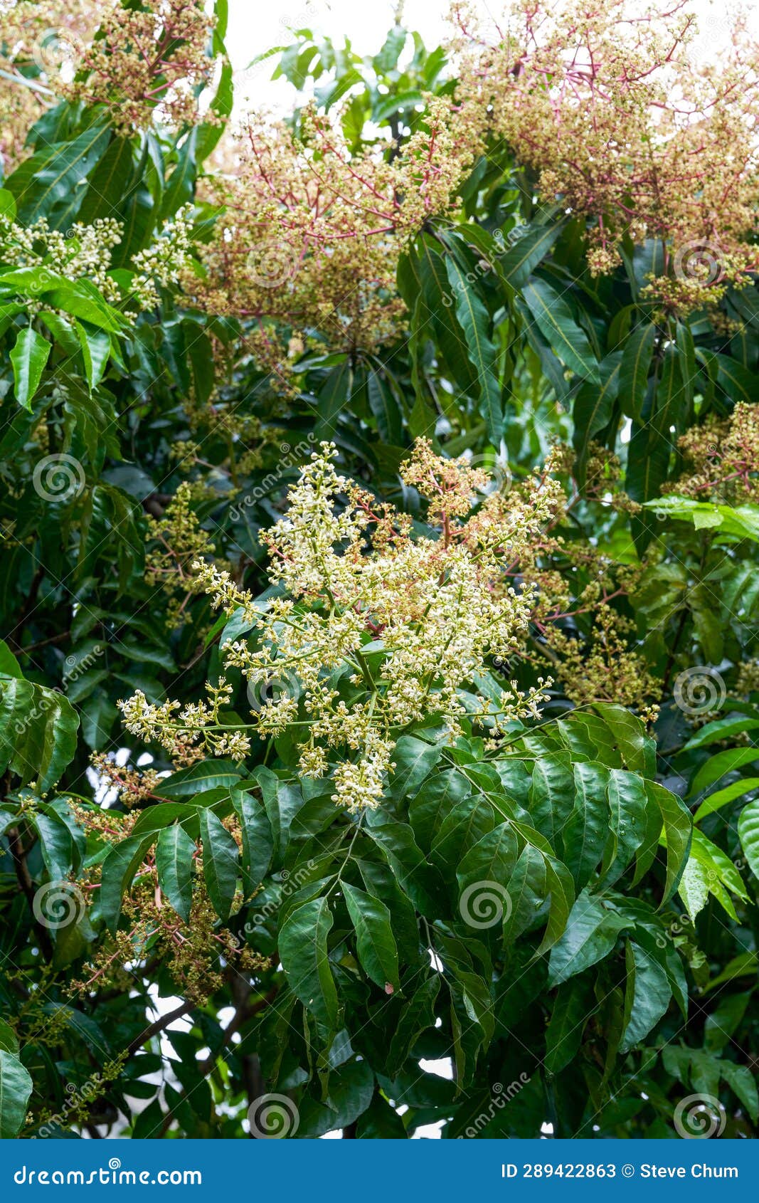 Close-up of Lush Longan Flowers Blooming on a Longan Tree Stock Image ...