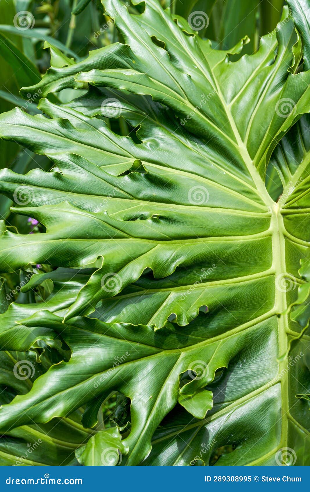 Close-up of Lush Spring Feather Leaves Planted in the Park Stock Image ...