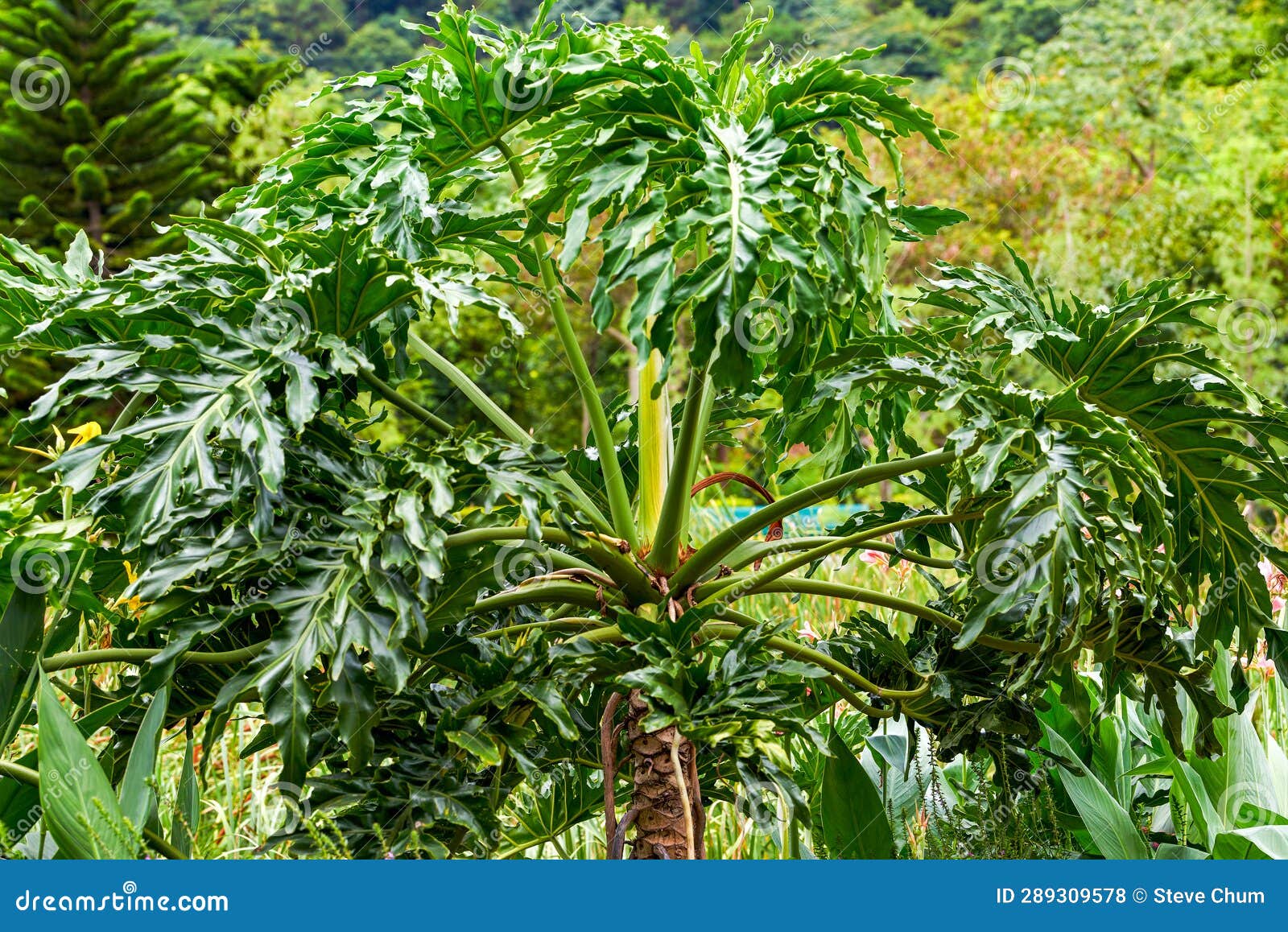 Close-up of Lush Spring Feather Leaves Planted in the Park Stock Photo ...