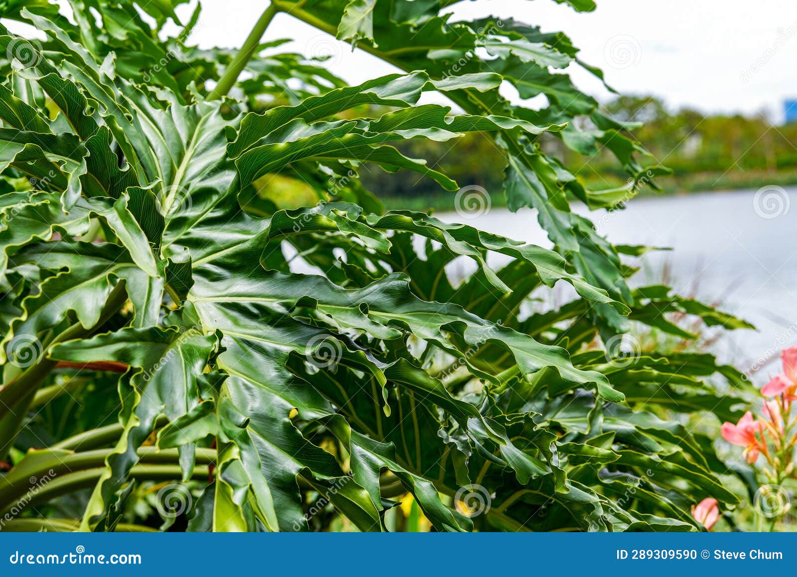 Close-up of Lush Spring Feather Leaves Planted in the Park Stock Photo ...