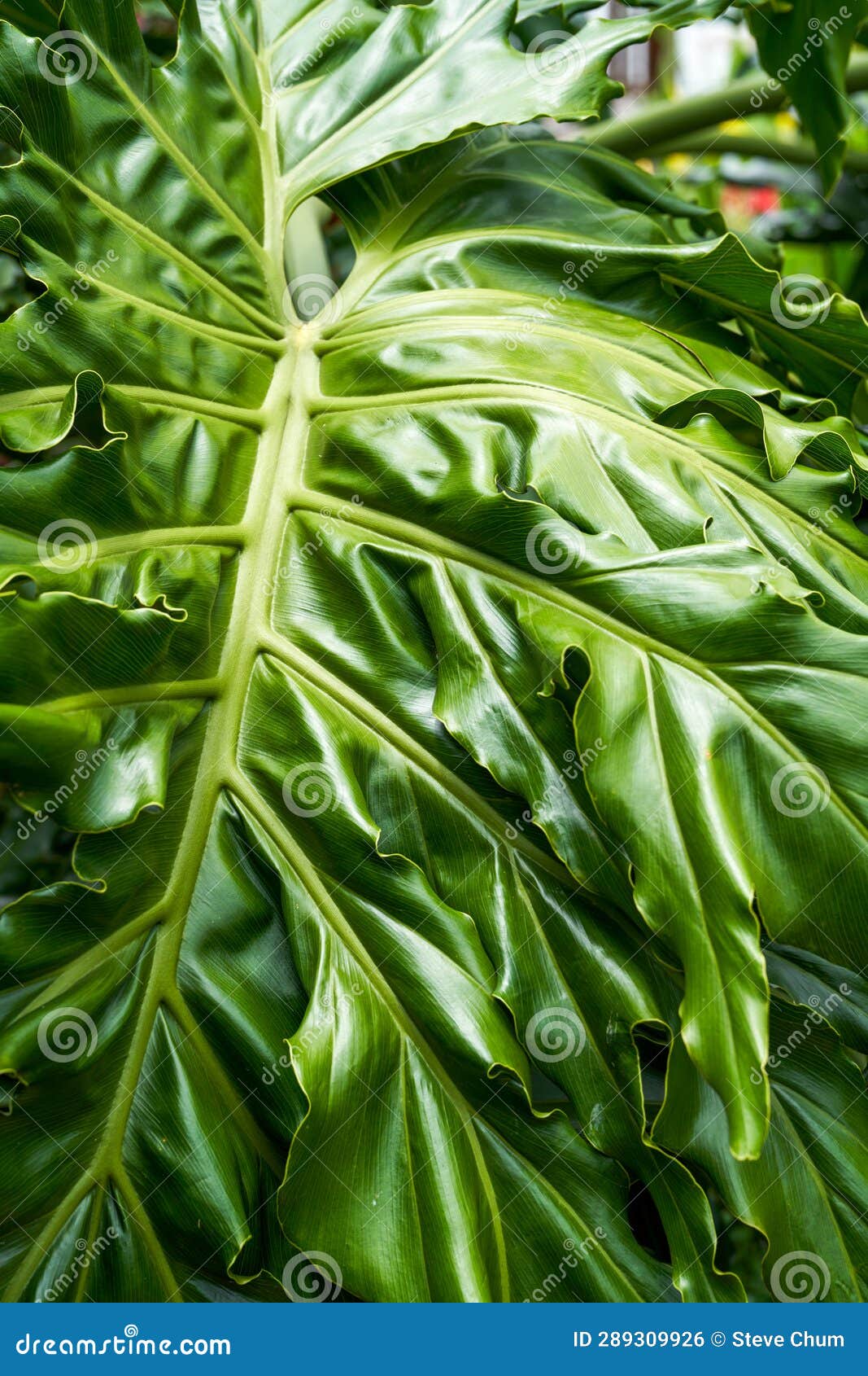 Close-up of Lush Spring Feather Leaves Planted in the Park Stock Photo ...
