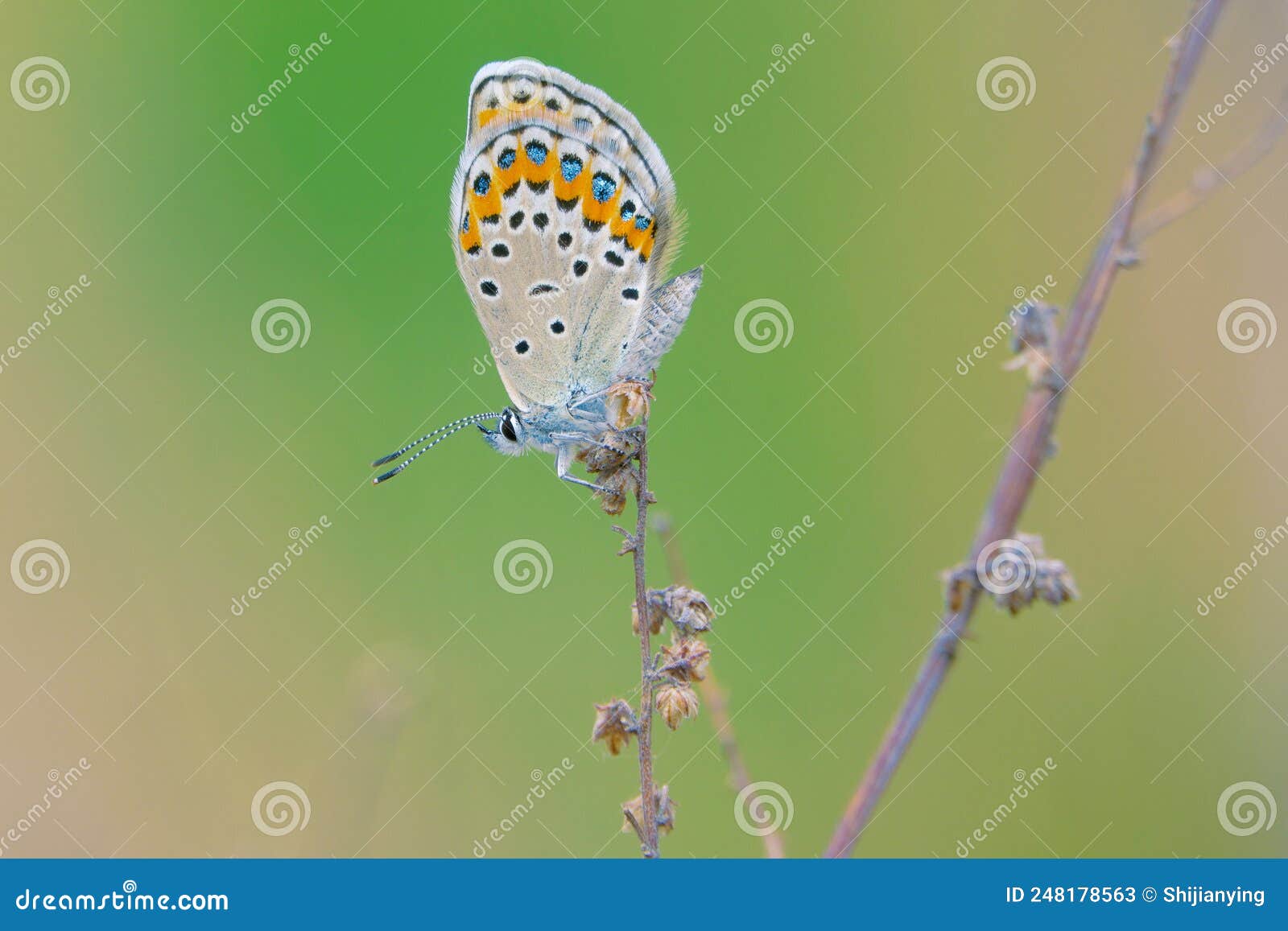 Lycaeides argyrognomon stock image. Image of lycaeides - 248178563