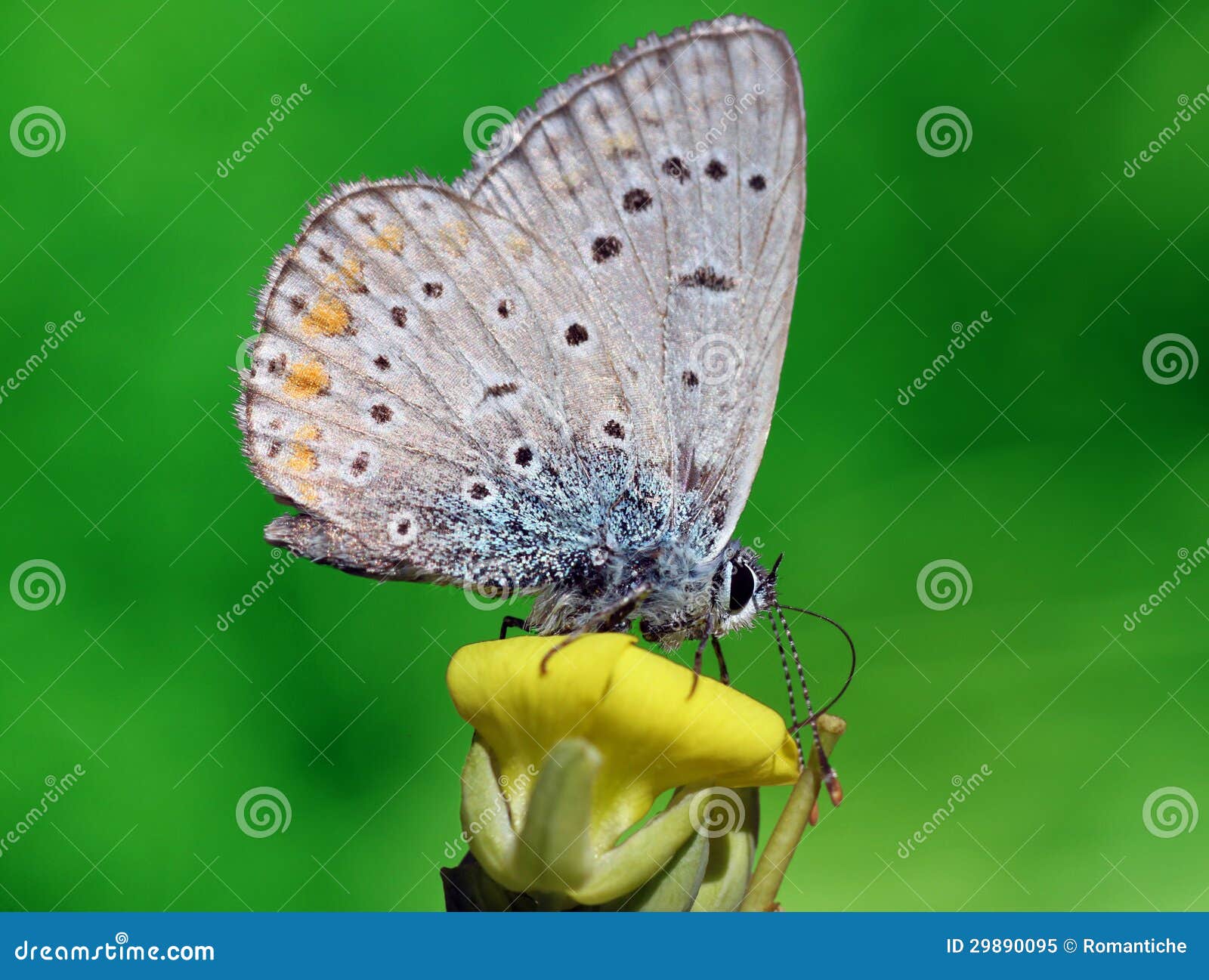 Lycaenidae butterfly stock image. Image of lycaenidae - 29890095