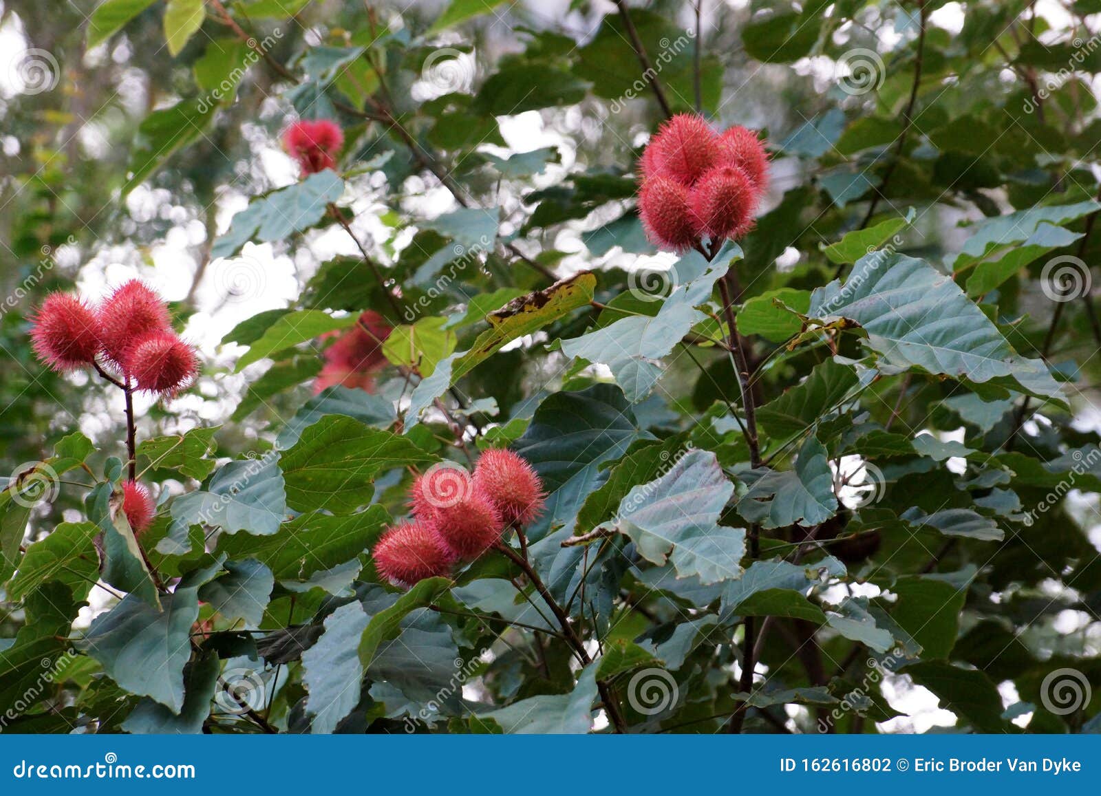 Close-up of Lychee Fruit on Tree Stock Photo - Image of food, nutrition ...